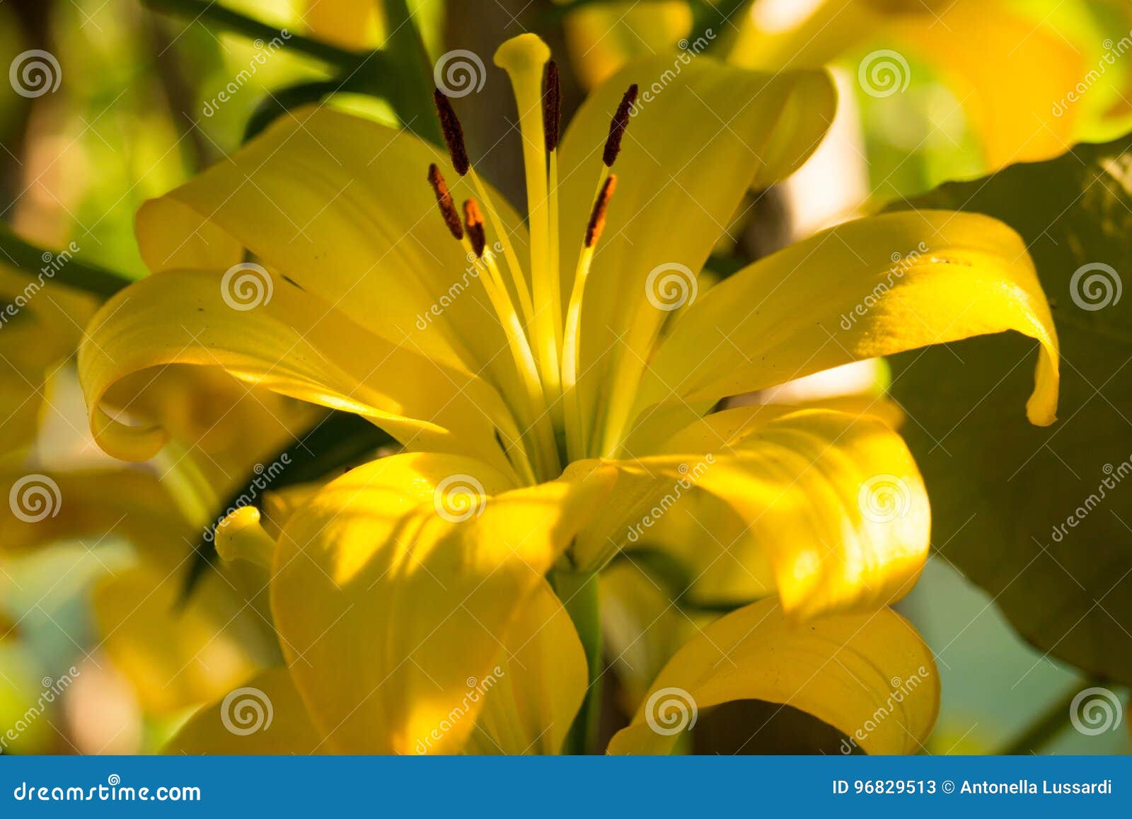 Yellow Lilium Flower stock image. Image of cottage, flora - 96829513