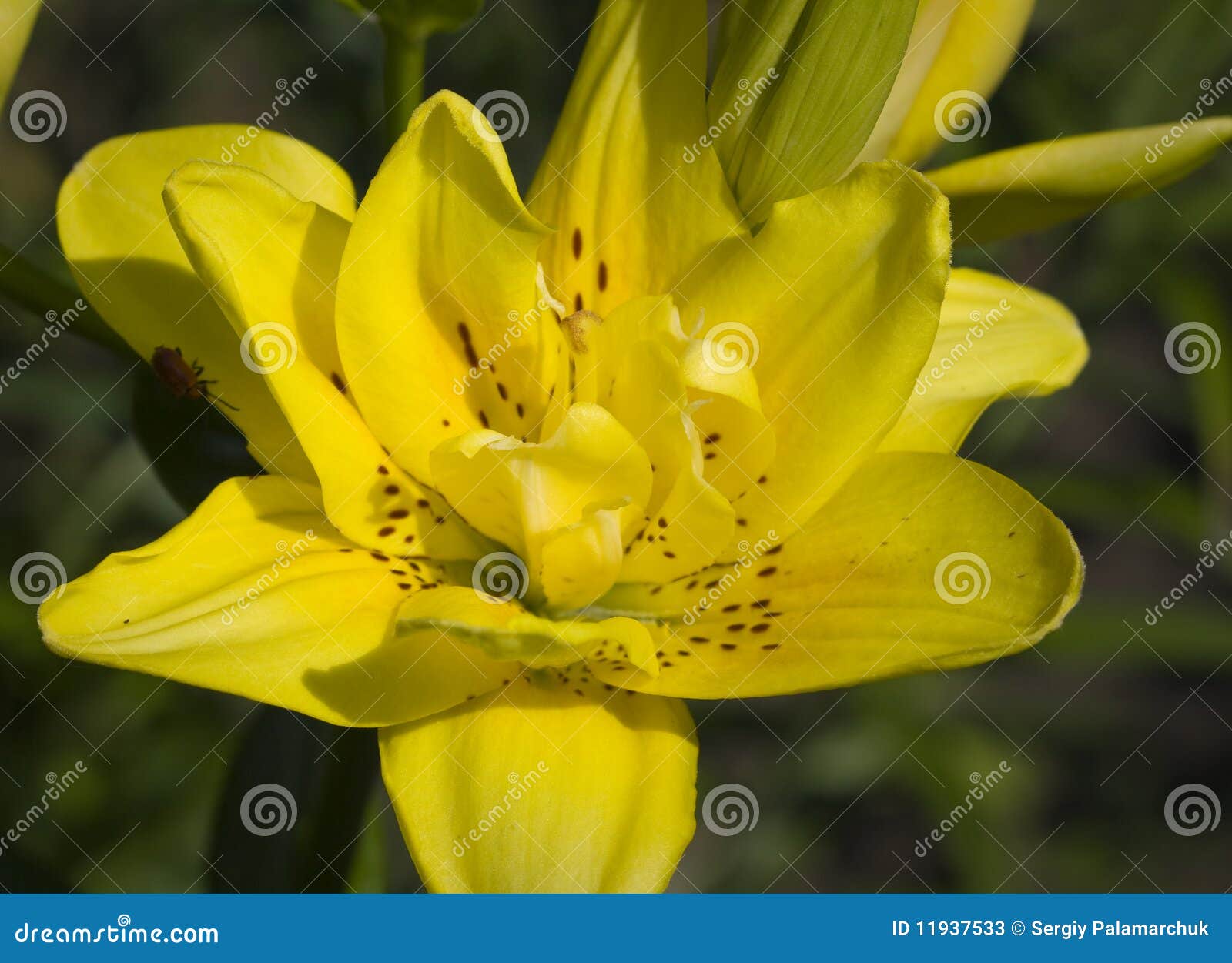 Yellow lilly stock image. Image of garden, tiger, lily - 11937533