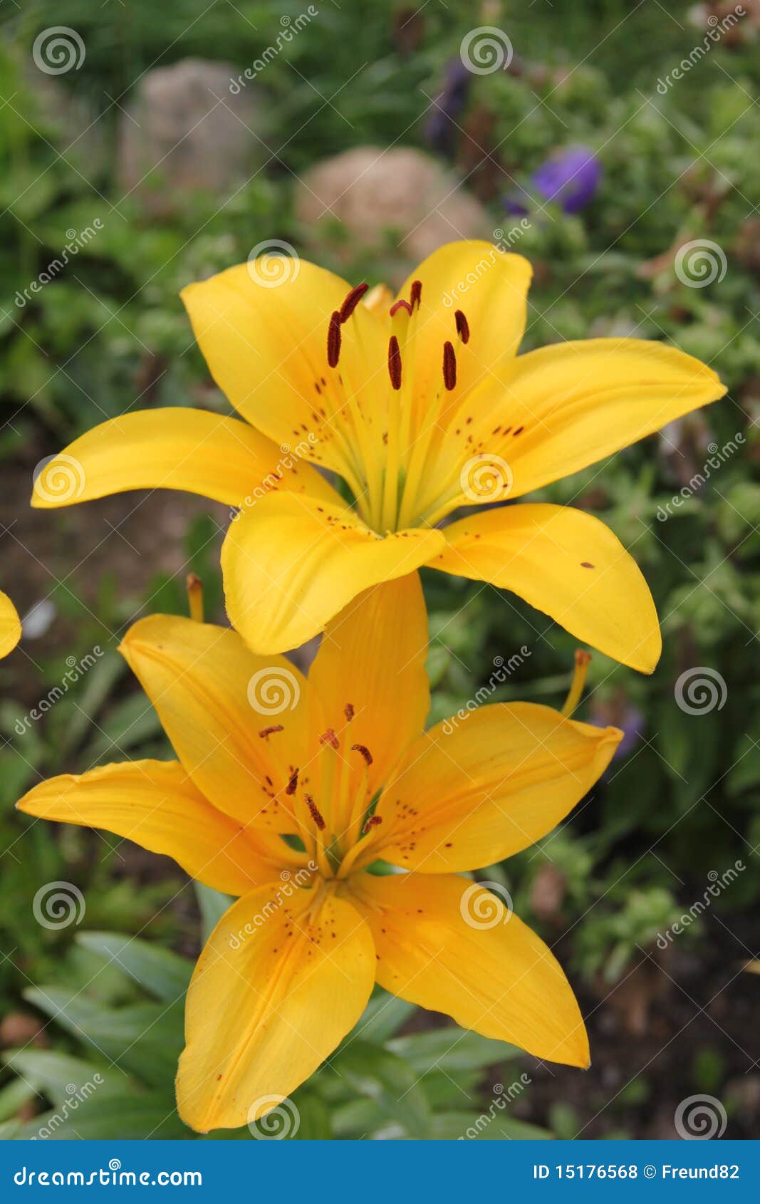 A yellow Lilly stock photo. Image of stamen, summer, garden - 15176568