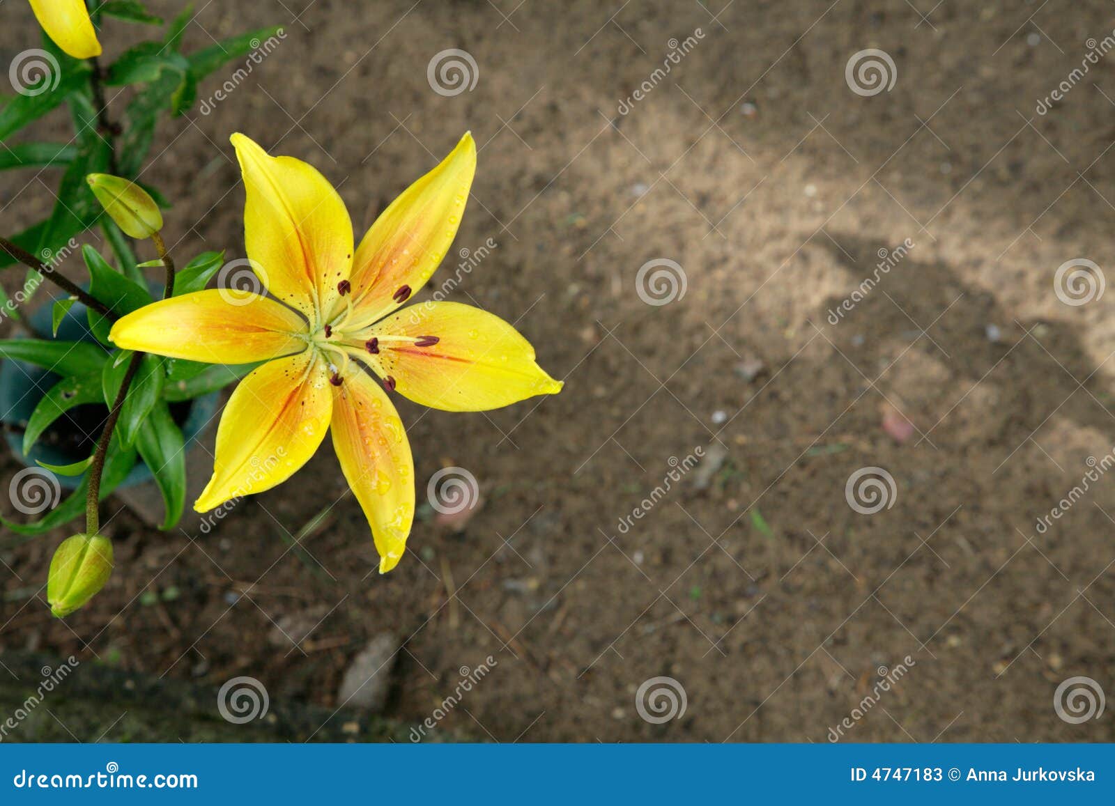 Yellow lilly stock image. Image of soil, colour, ground - 4747183
