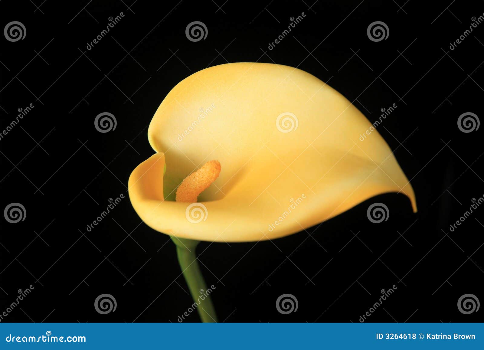 Yellow Lilly Flower stock photo. Image of natural, lily - 3264618