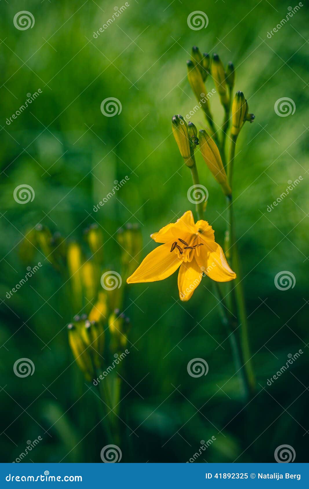 Yellow lilly stock image. Image of spring, blossom, summer - 41892325