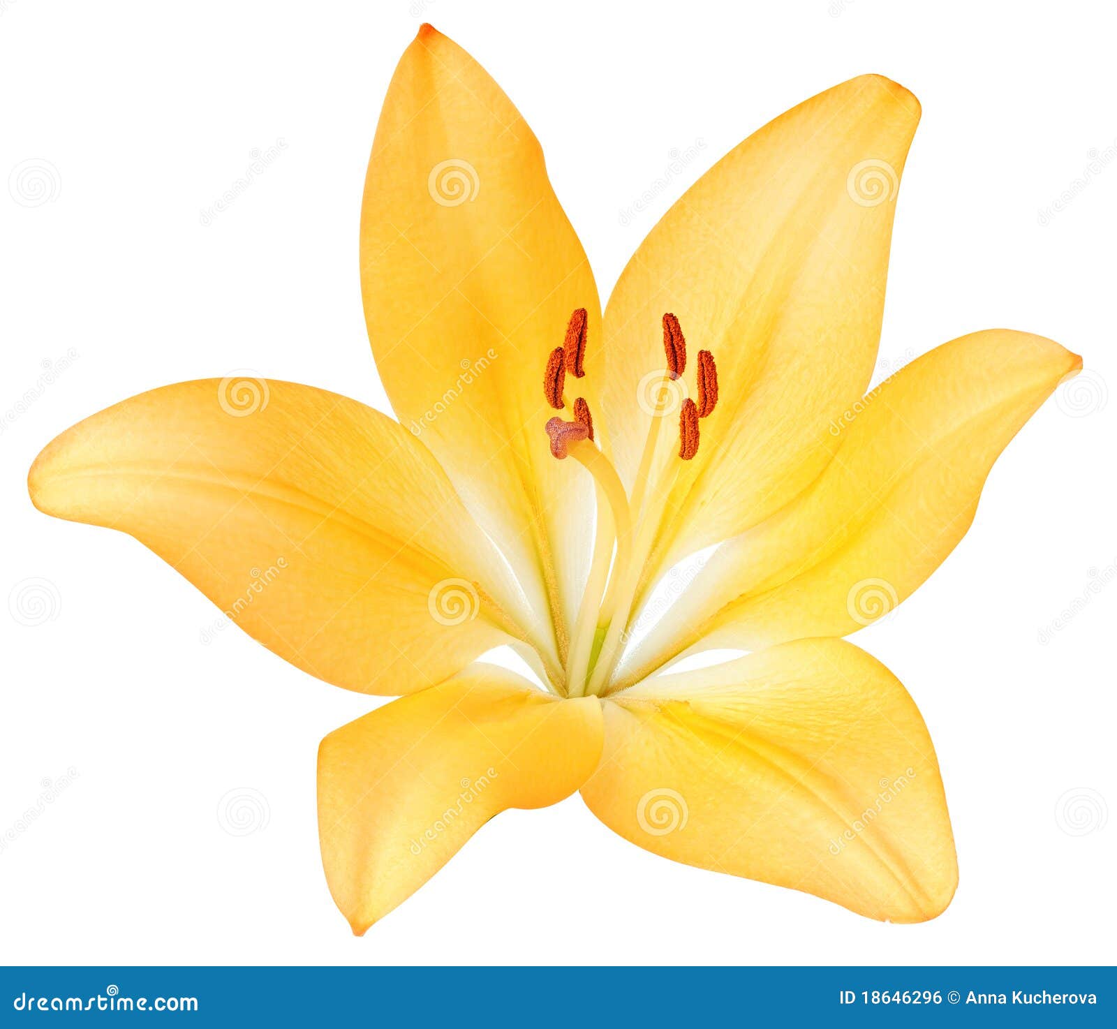 Yellow lily stock photo. Image of beautiful, fresh, blooming - 18646296