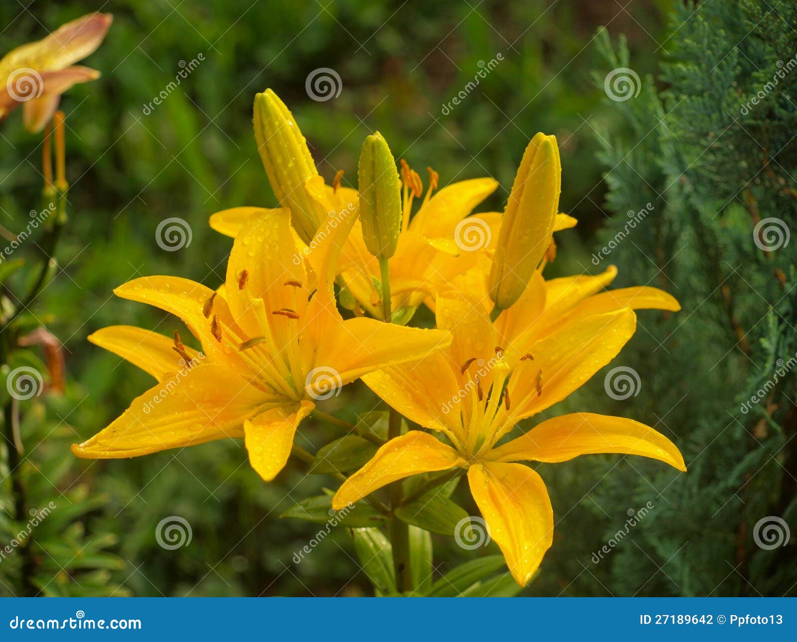 Yellow lily stock photo. Image of nature, blooming, summer - 27189642