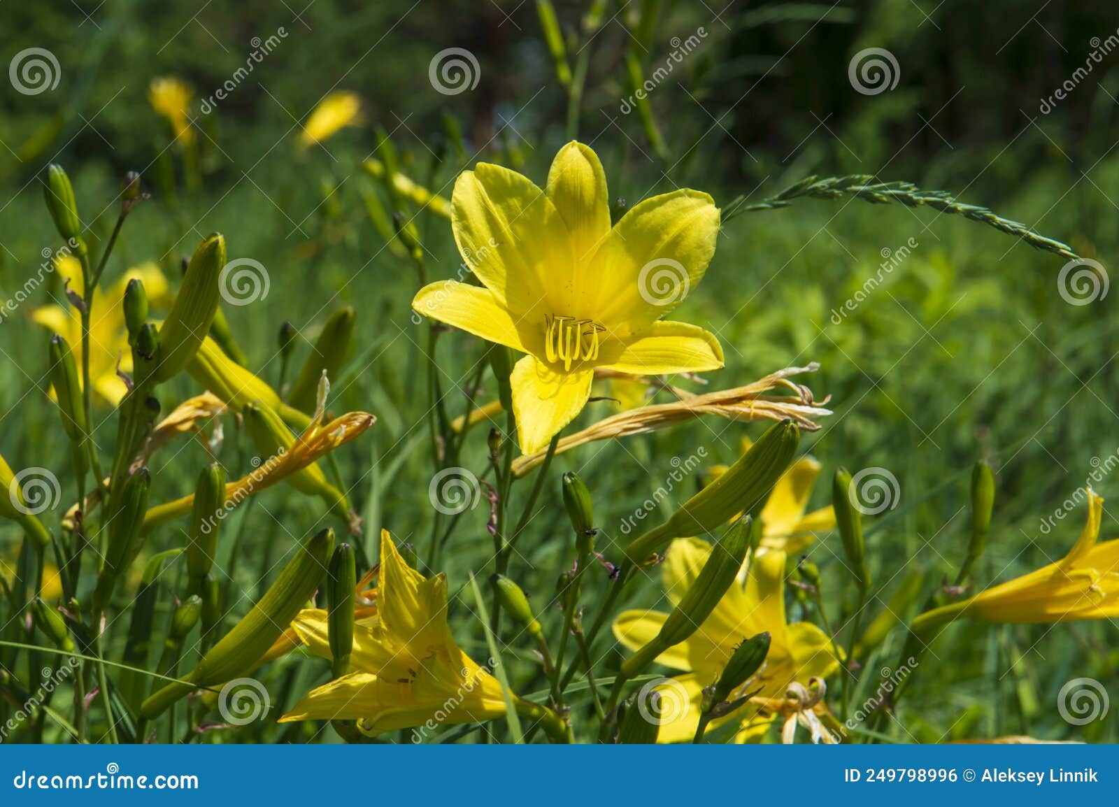 The Yellow Lily Blooms in the Field Stock Photo - Image of kupena ...