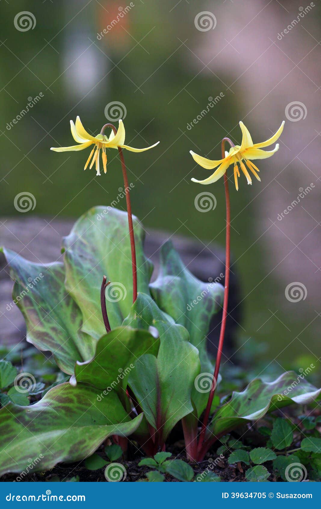 Yellow Lily, Erythronium Dens-canis Stock Image - Image of plant ...