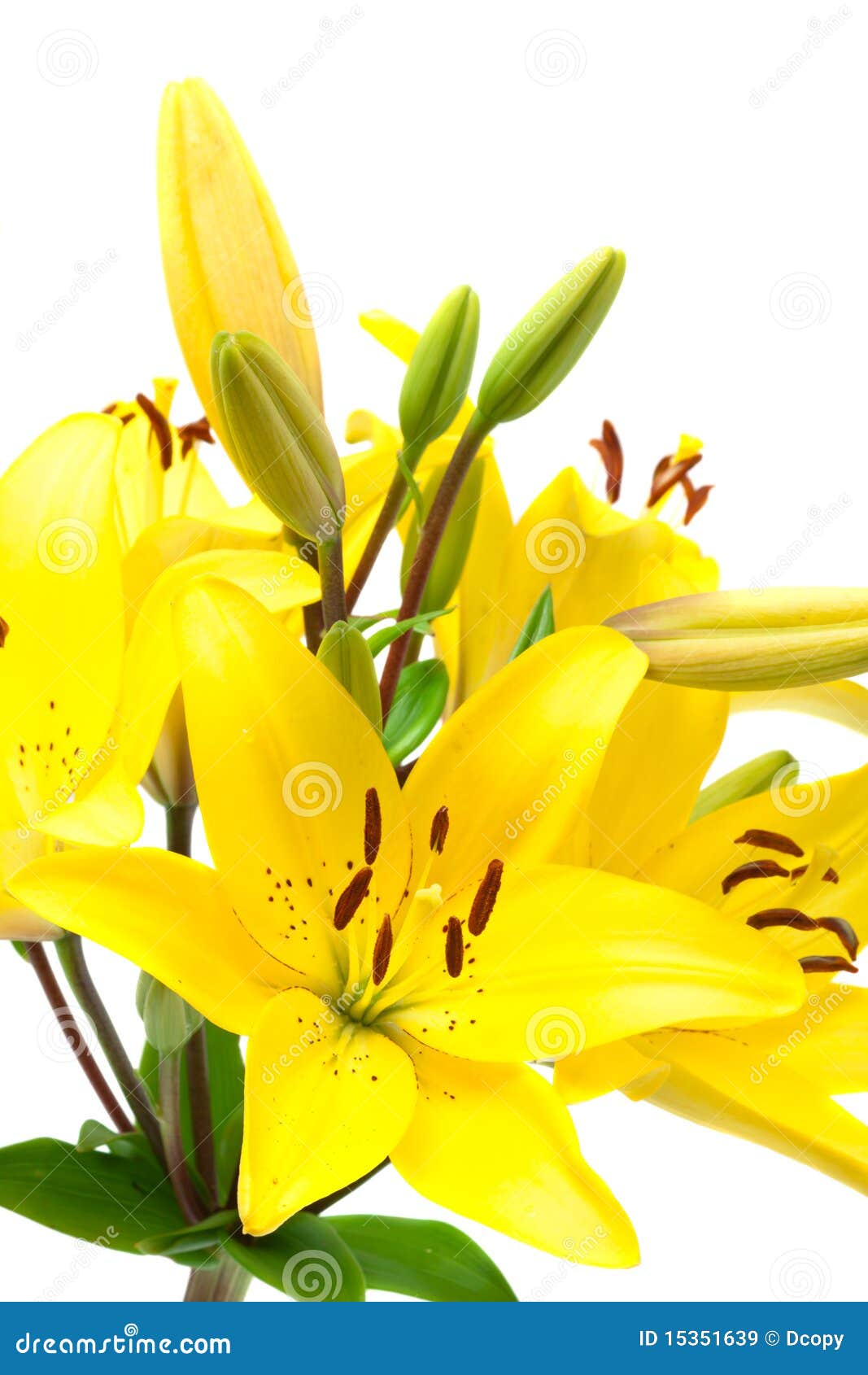 Yellow lily flower stock image. Image of beauty, florist - 15351639