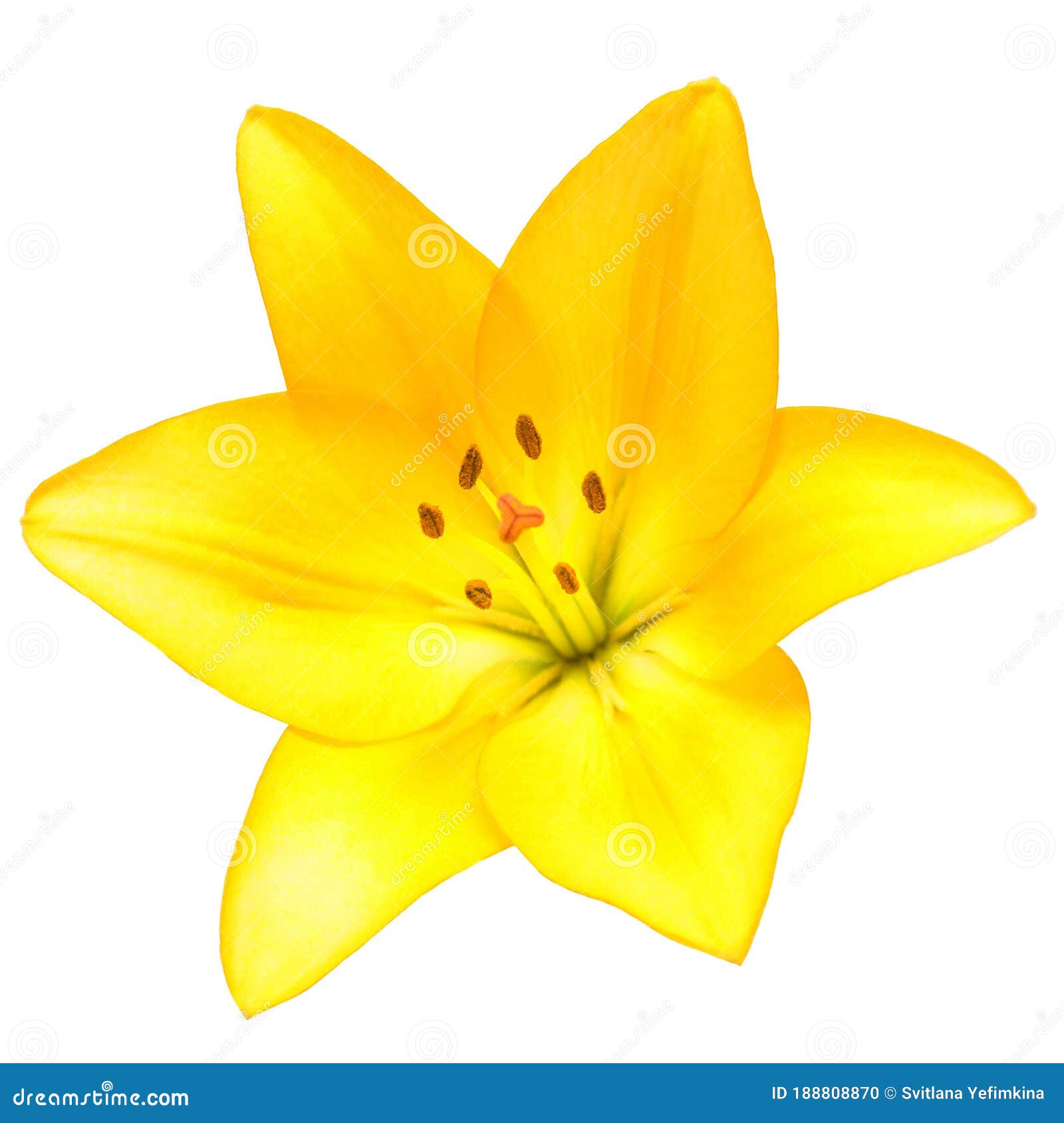 Yellow Lily Flower Yellow Isolated on White Background Stock Photo ...