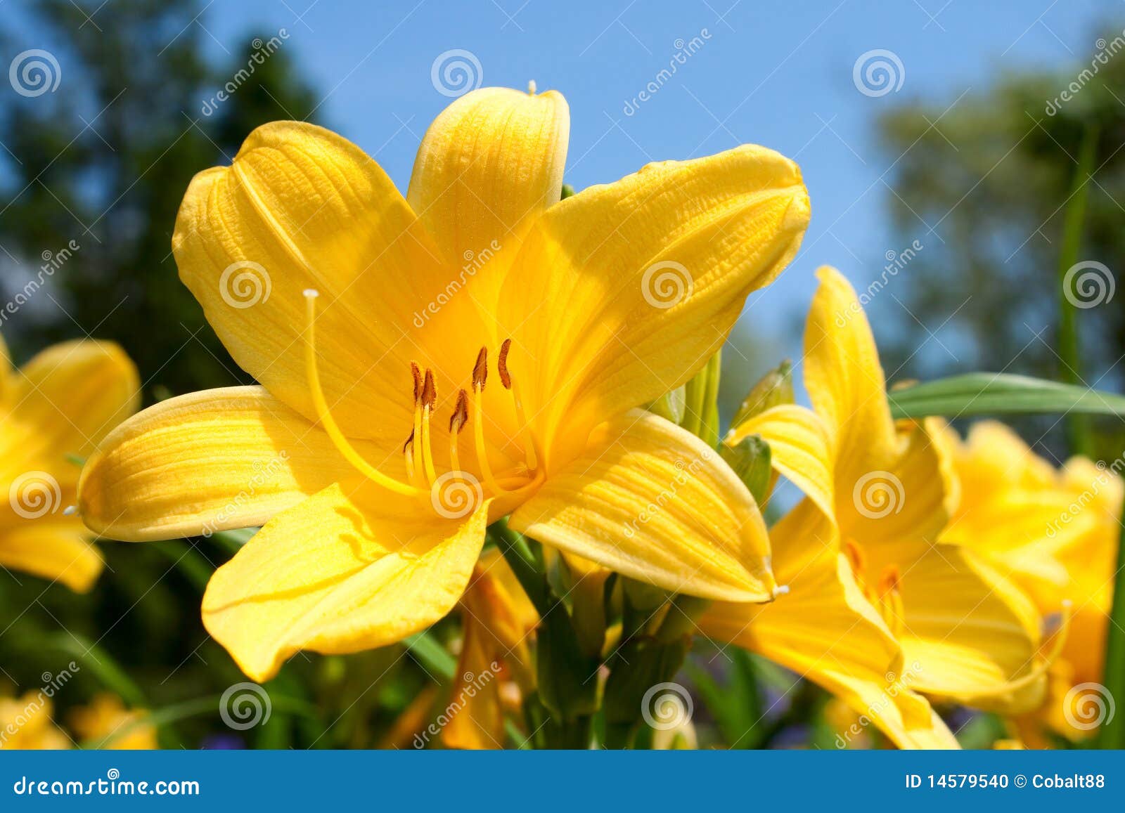 Yellow lily flowers stock photo. Image of bloom, outdoor - 14579540