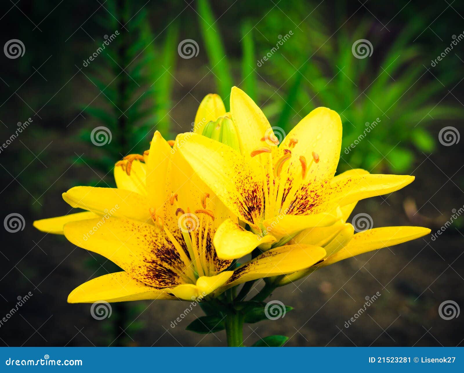 Yellow Lily flowers stock image. Image of nature, beautiful - 21523281