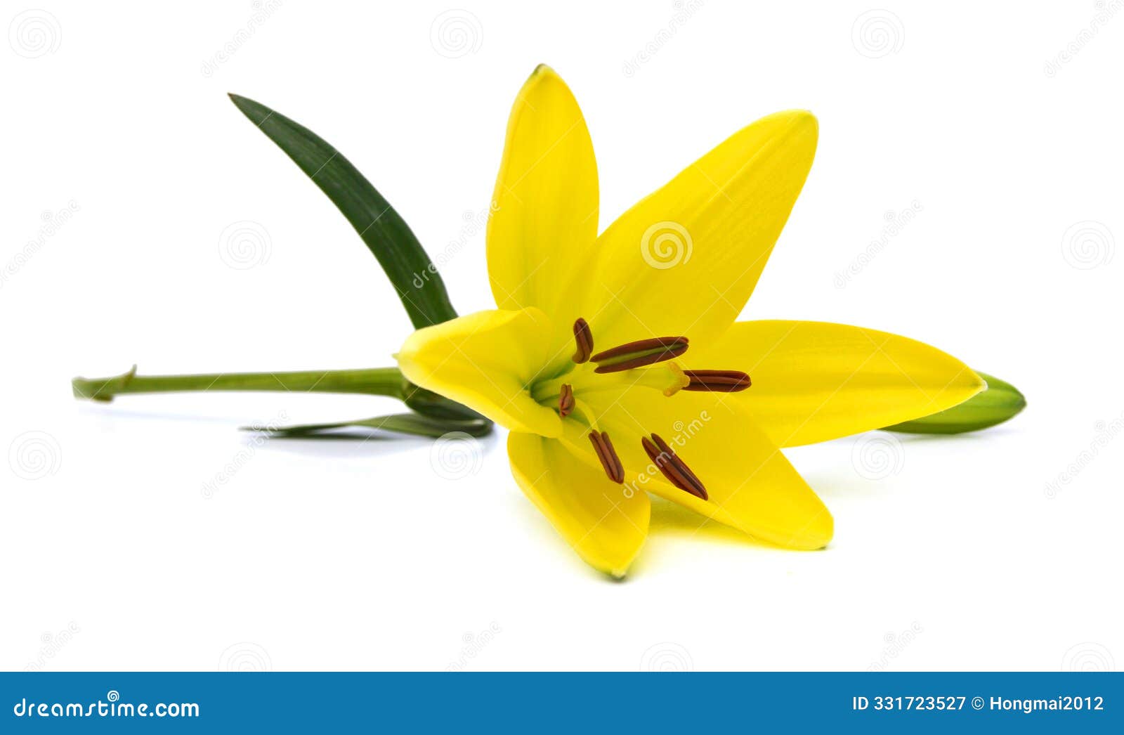 Yellow Lily Flowers on White Background Stock Image - Image of single ...