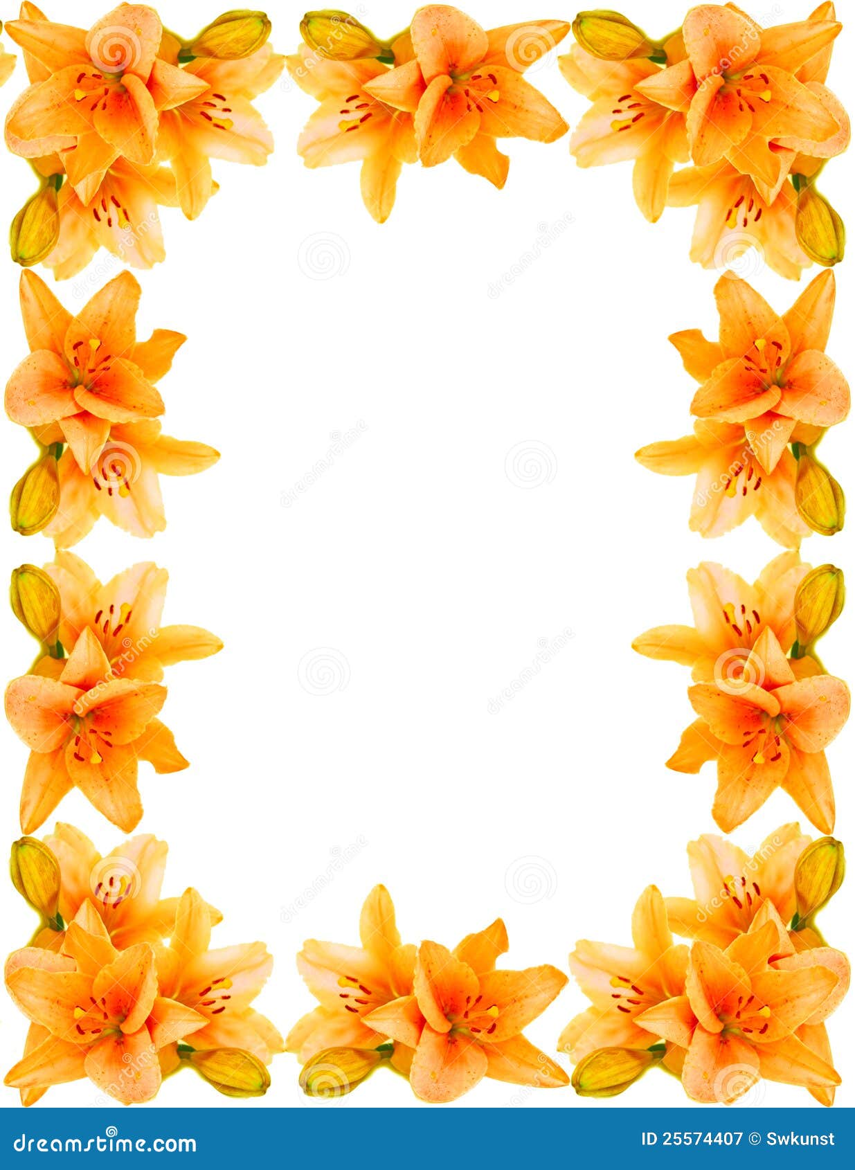 Yellow lily-frame stock image. Image of leaves, isolated - 25574407