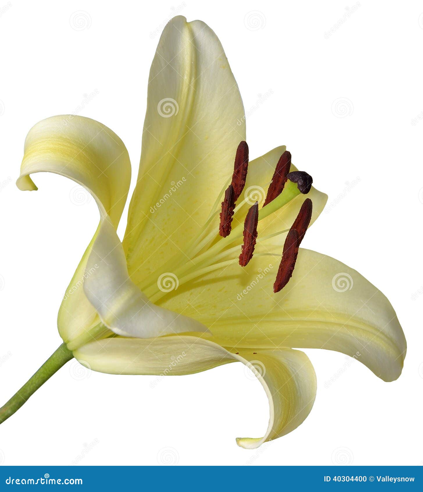 Yellow Lily Flower Without Background Royalty-Free Stock Image ...