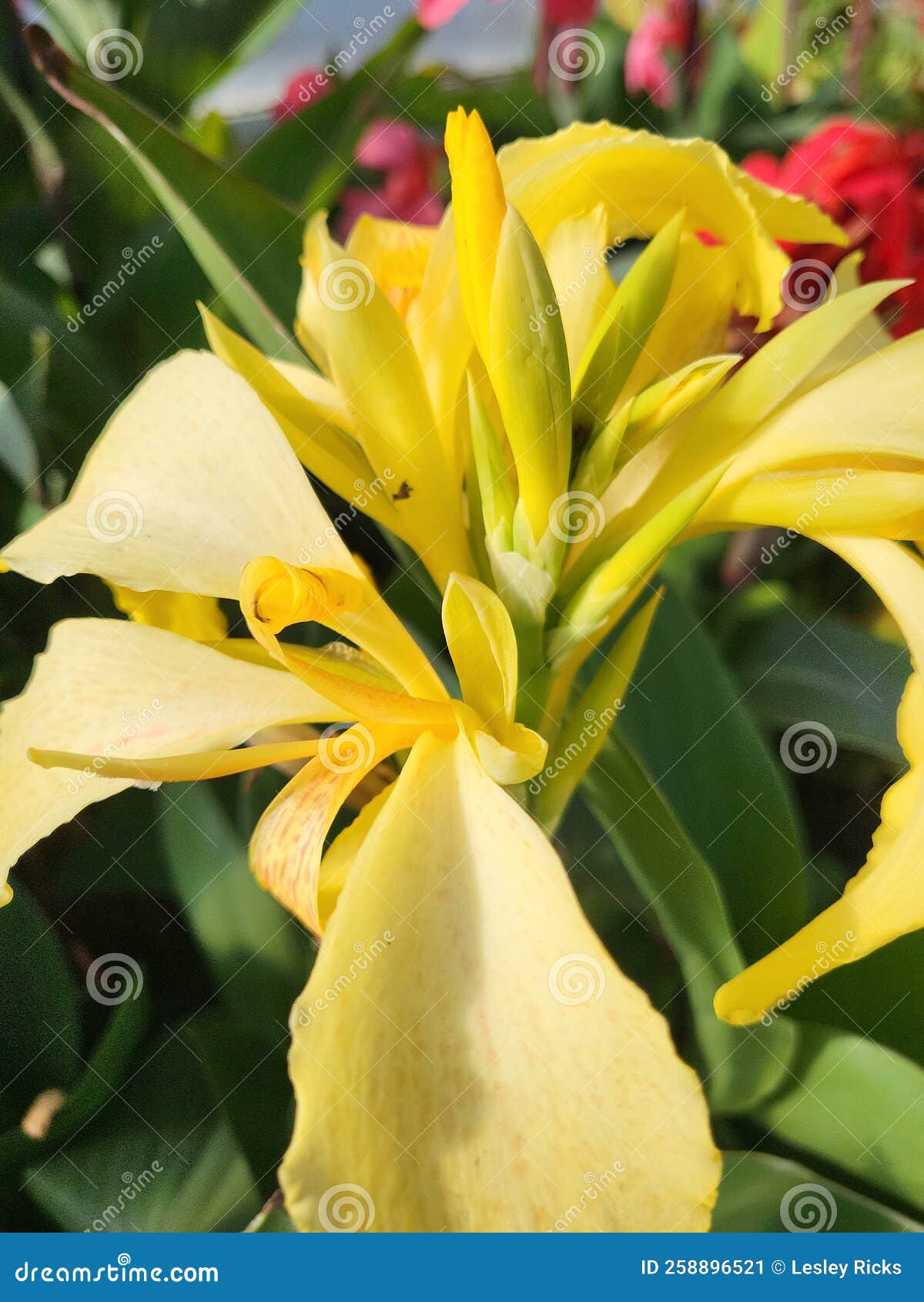 Yellow Lily like Flower stock image. Image of leaf, shrub - 258896521