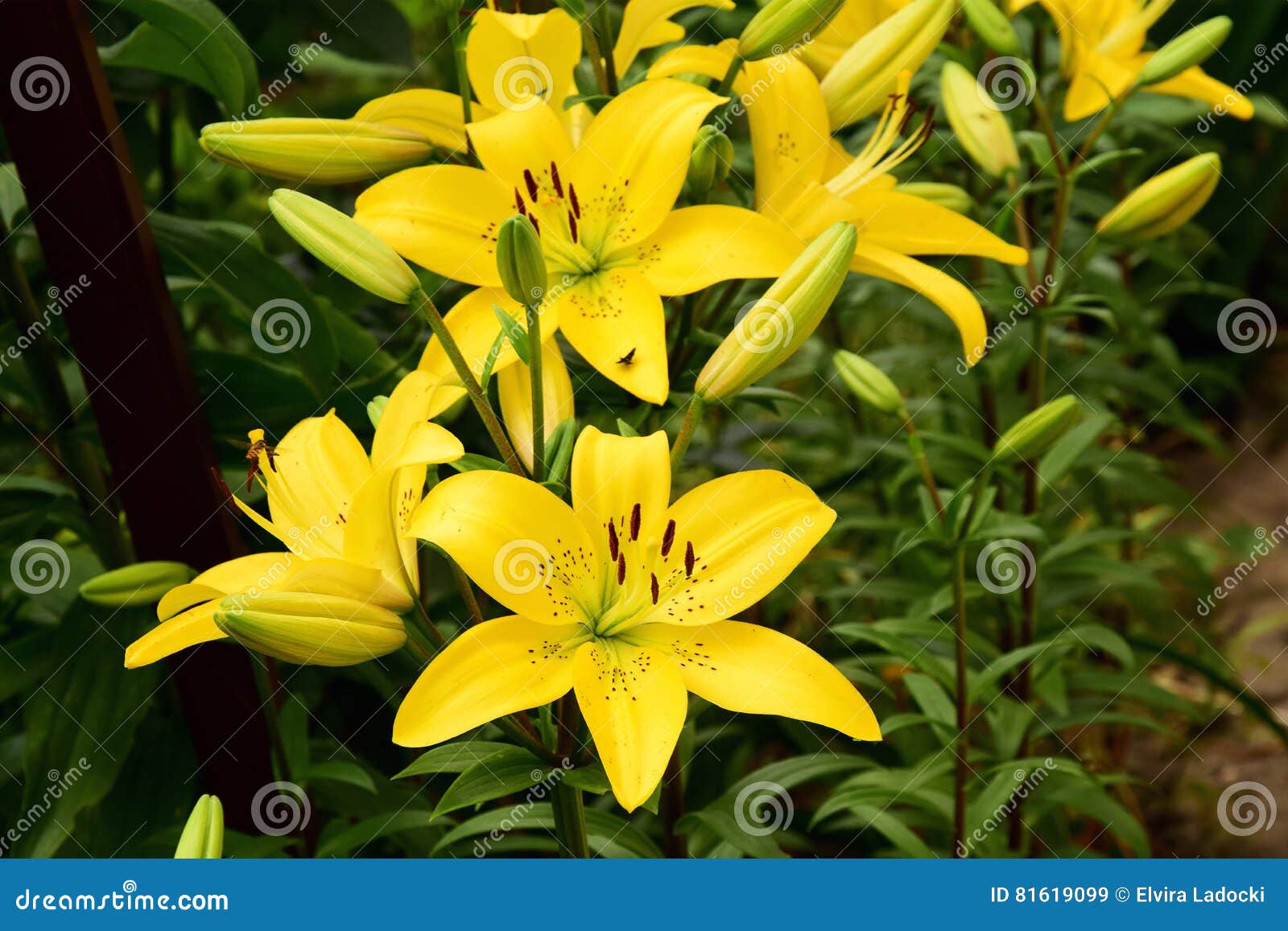 Yellow lily stock image. Image of multicolored, decoration - 81619099
