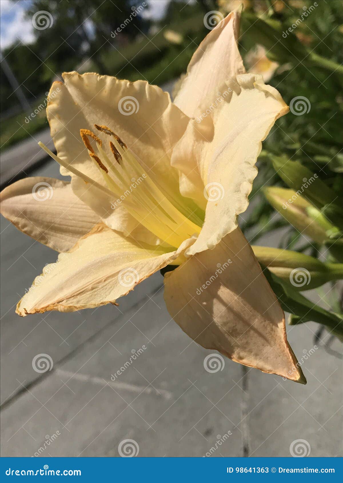 Yellow lily stock image. Image of nature, yellow, single - 98641363