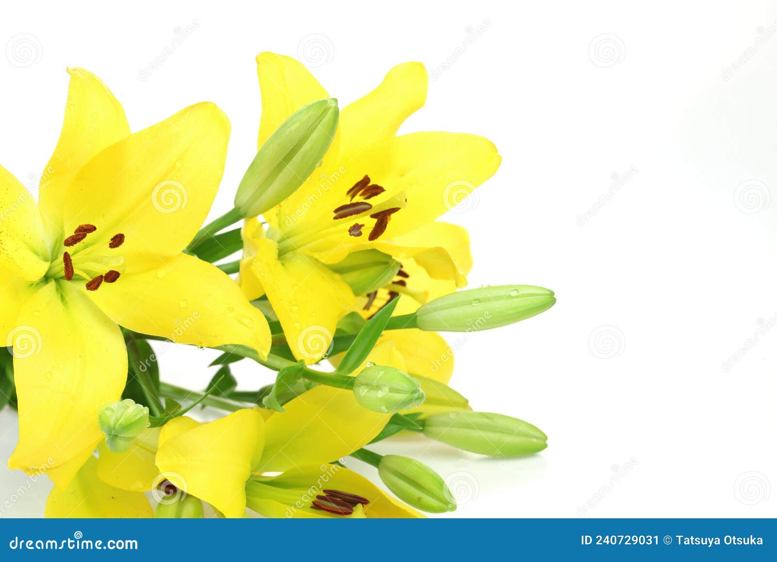 Yellow Lily in a White Background Stock Image - Image of yellow, floral ...