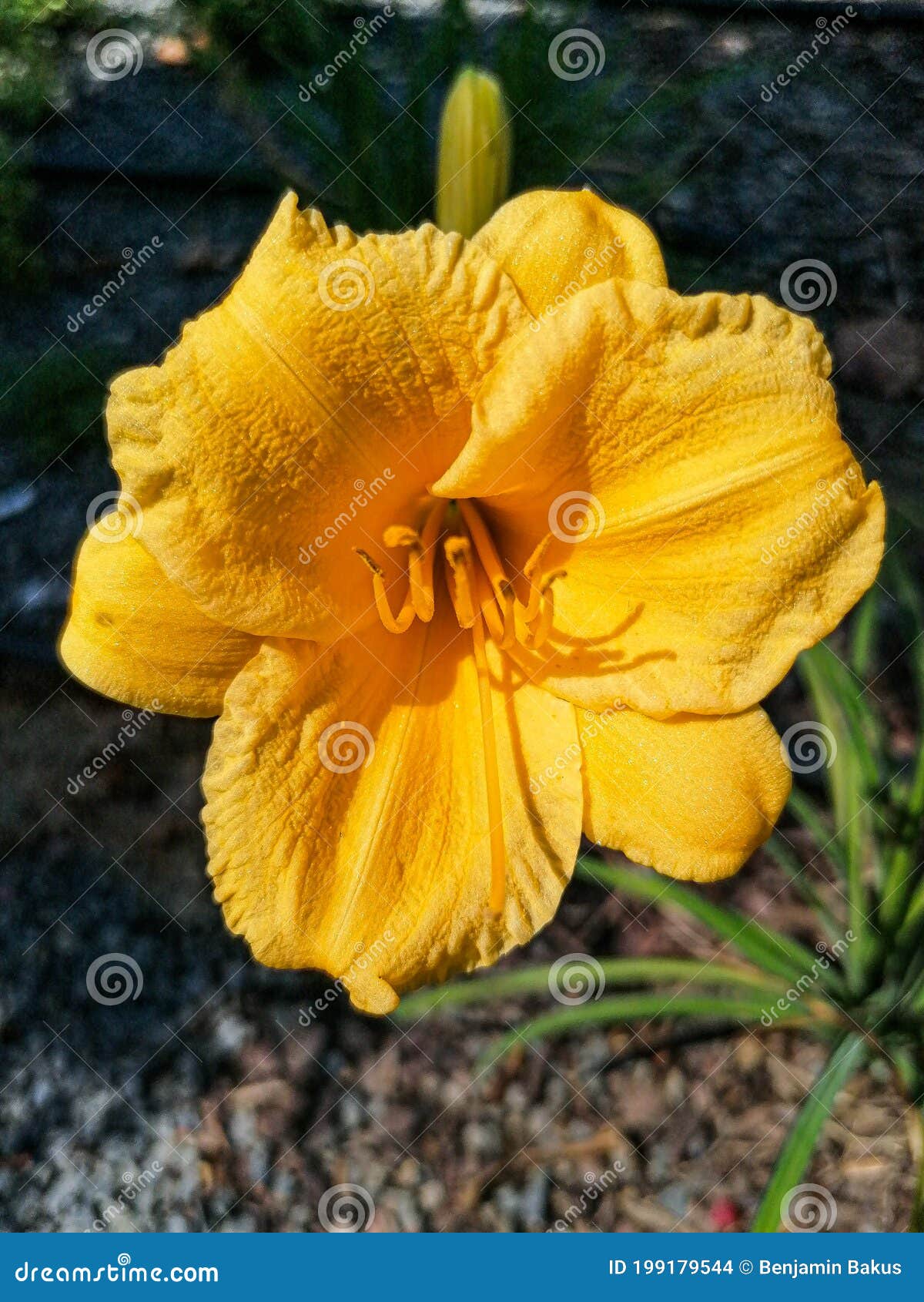 Yellow lily. stock photo. Image of natural, lily, flower - 199179544