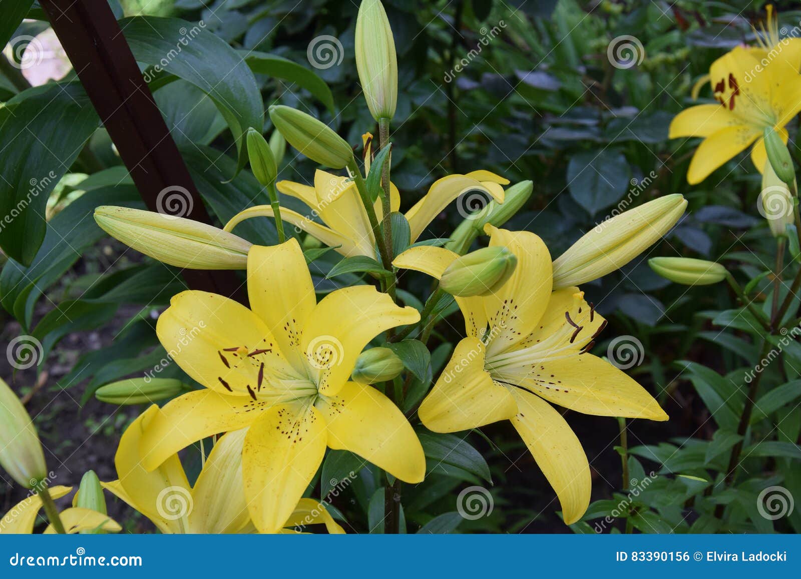 Yellow lilys stock photo. Image of small, beautiful, flower - 83390156