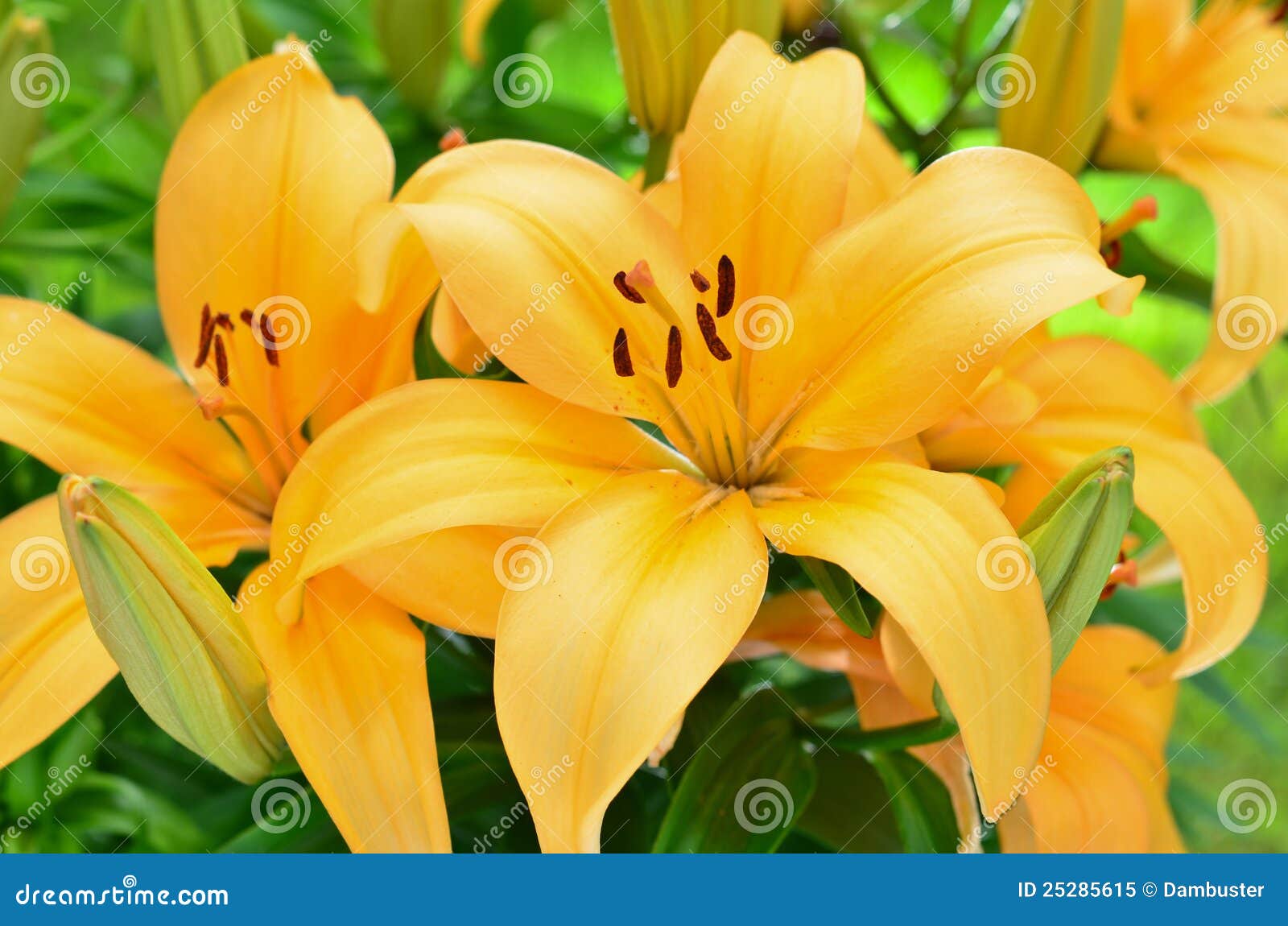 Yellow Lilys, Lilium stock image. Image of flower, botanical - 25285615