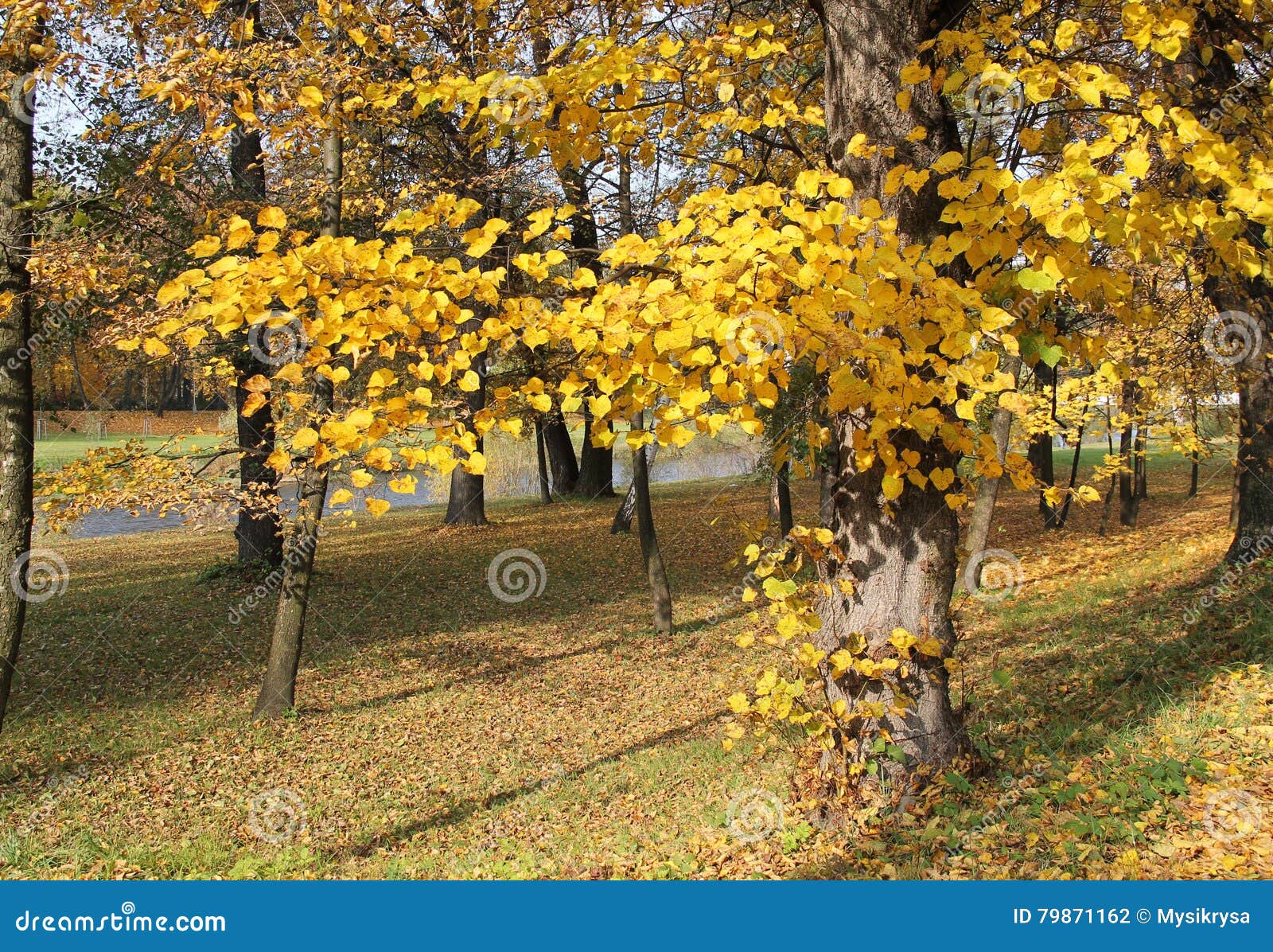 Yellow lime tree stock photo. Image of leaves, season - 79871162