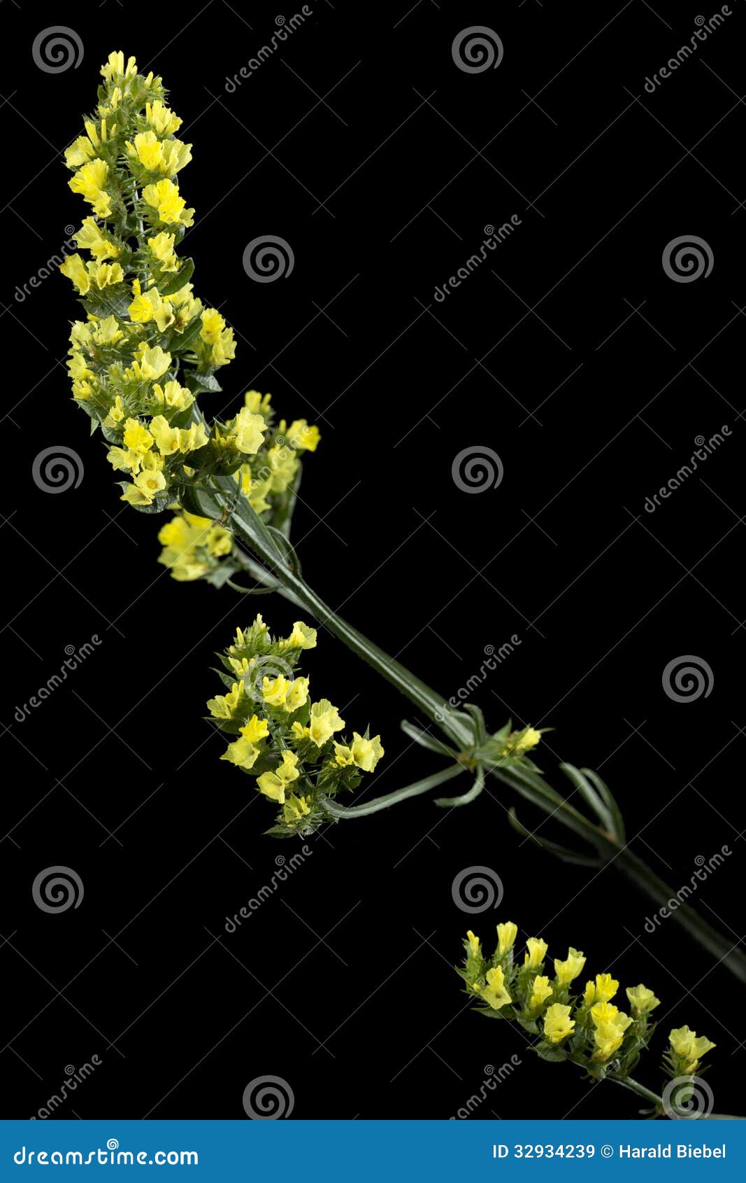 Yellow Limonium Sinuatum Flower Stock Image - Image of blooming ...