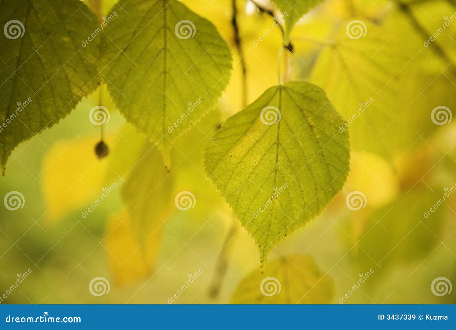 Yellow linden stock image. Image of yellow, color, concept - 3437339