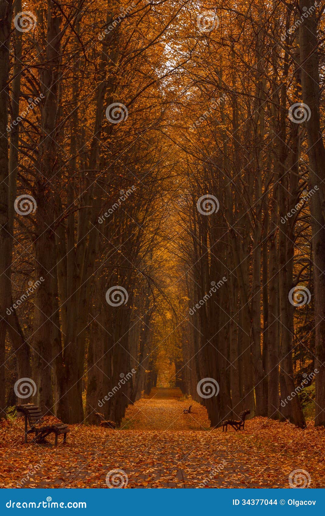 Yellow Linden Alley Overcast Autumn Day Stock Photo - Image of walk ...