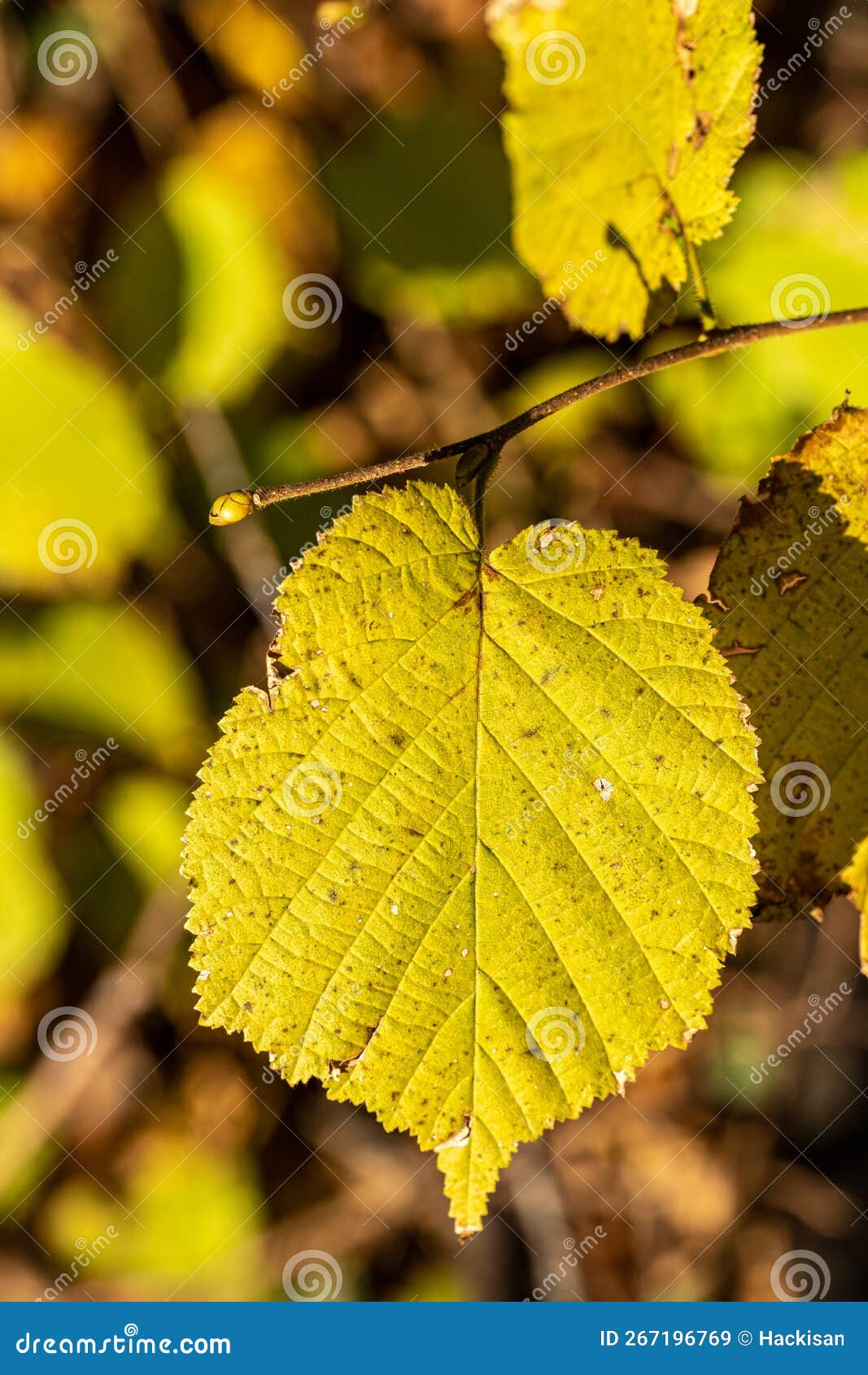 Yellow Linden Leaf on a Big Linden Tree Stock Image - Image of disease ...
