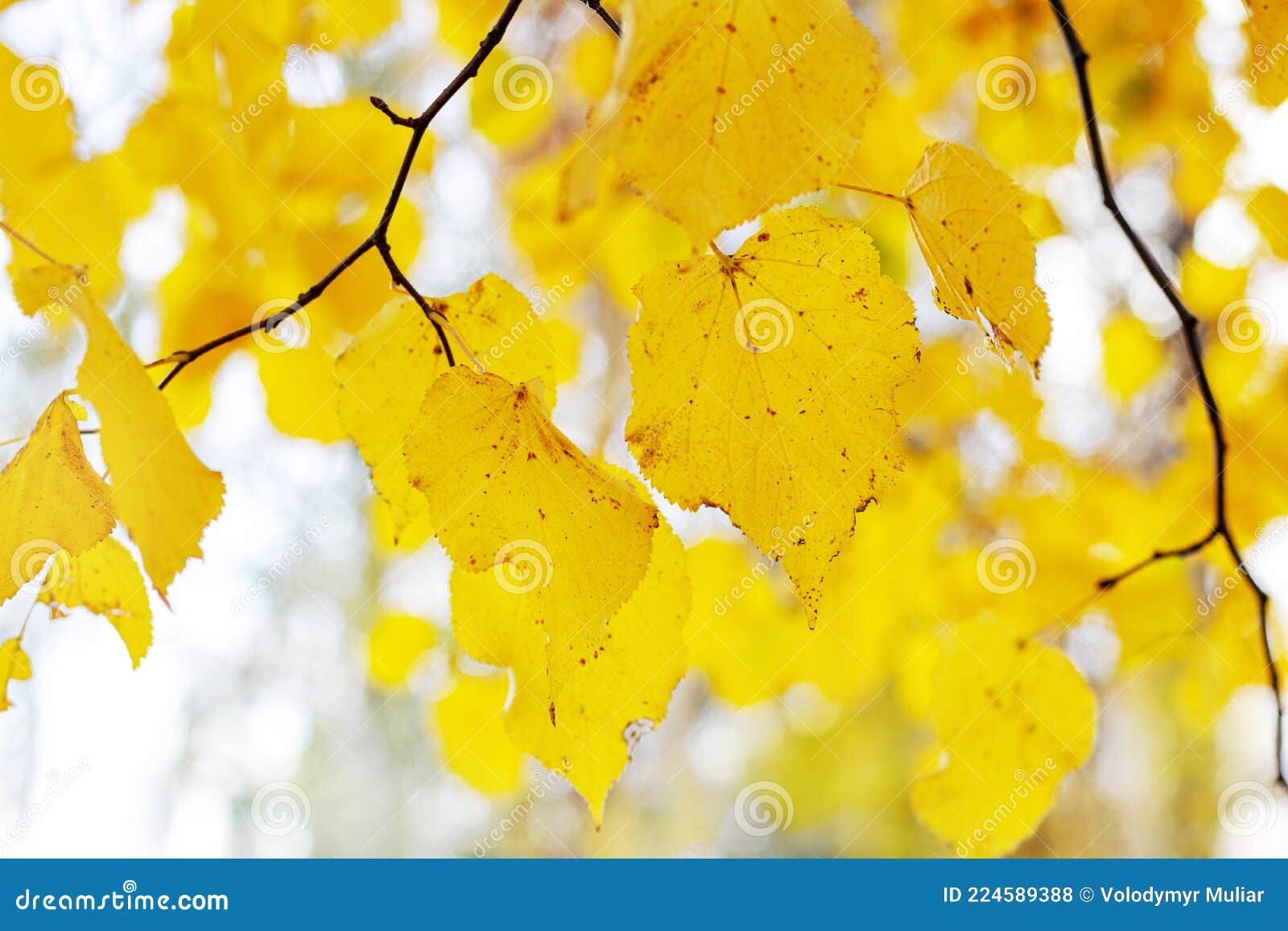 Yellow Linden Leaves on a Tree in Autumn, Autumn Background Stock Photo ...
