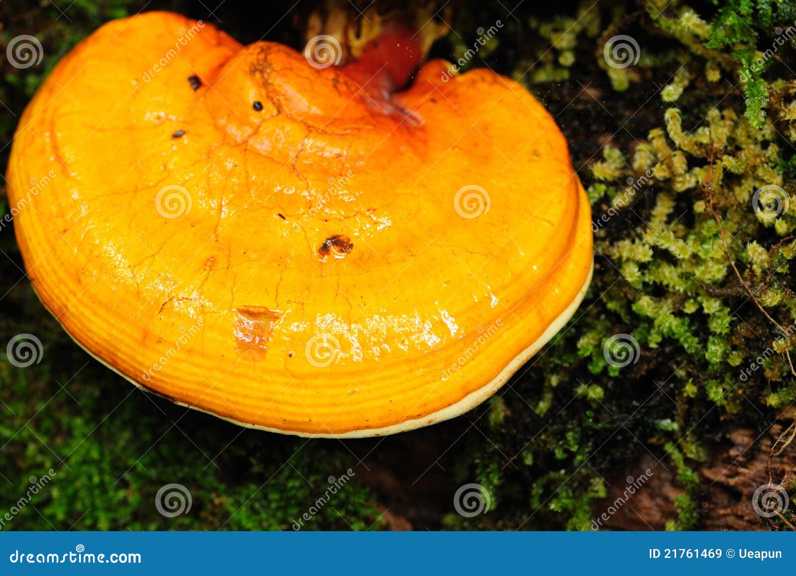 Yellow Lingzhi mushroom stock image. Image of green, health - 21761469