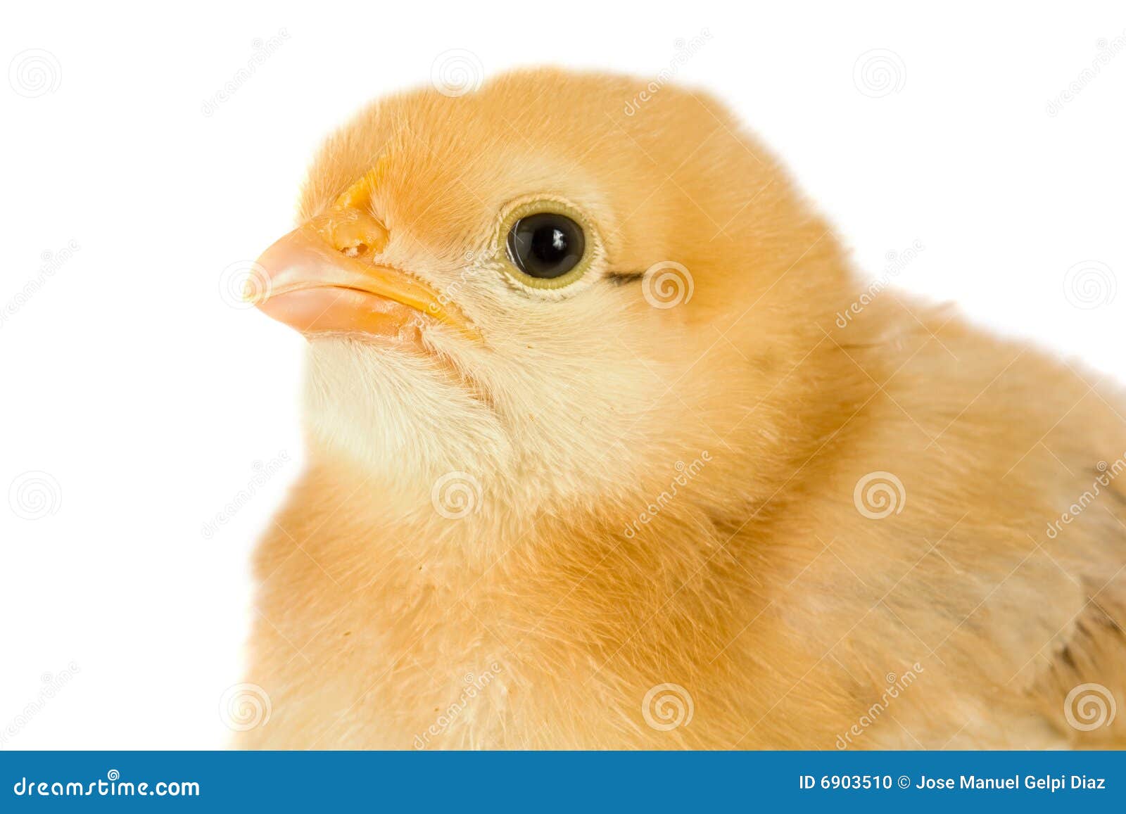 Yellow little chicken stock photo. Image of single, background - 6903510