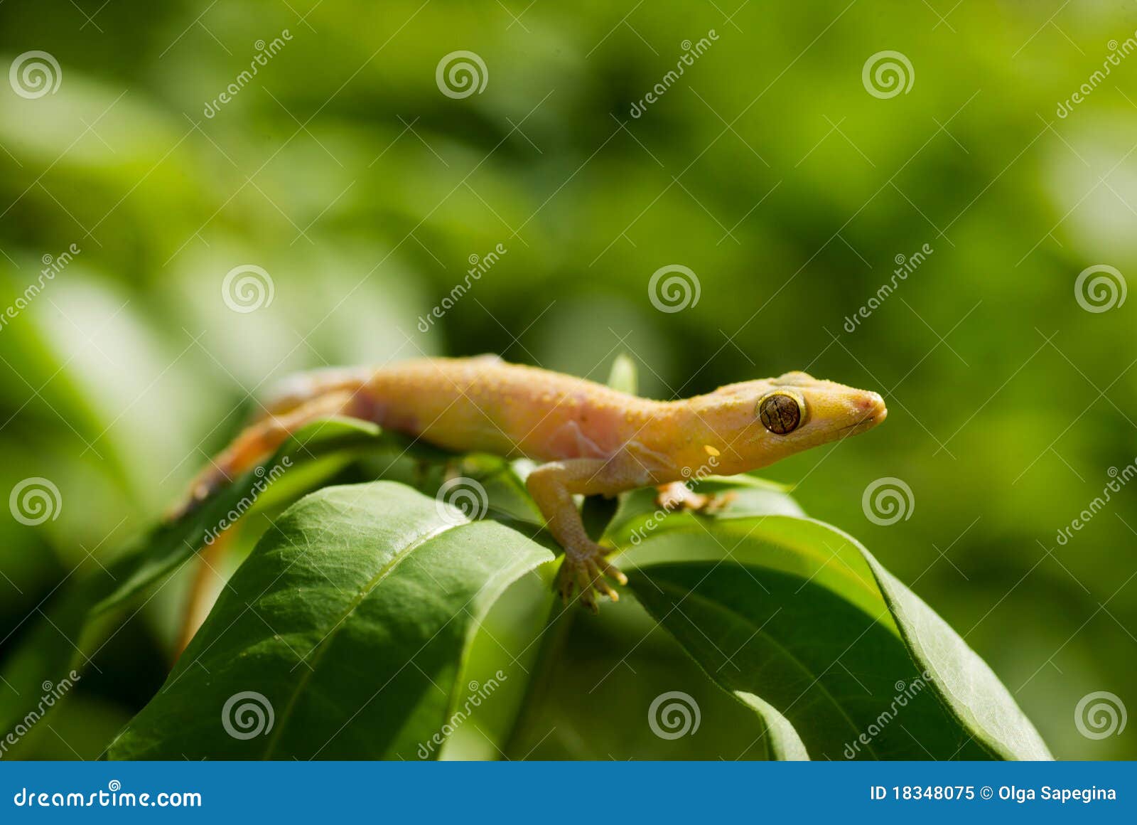 Yellow lizard stock image. Image of leaf, animal, foliage - 18348075