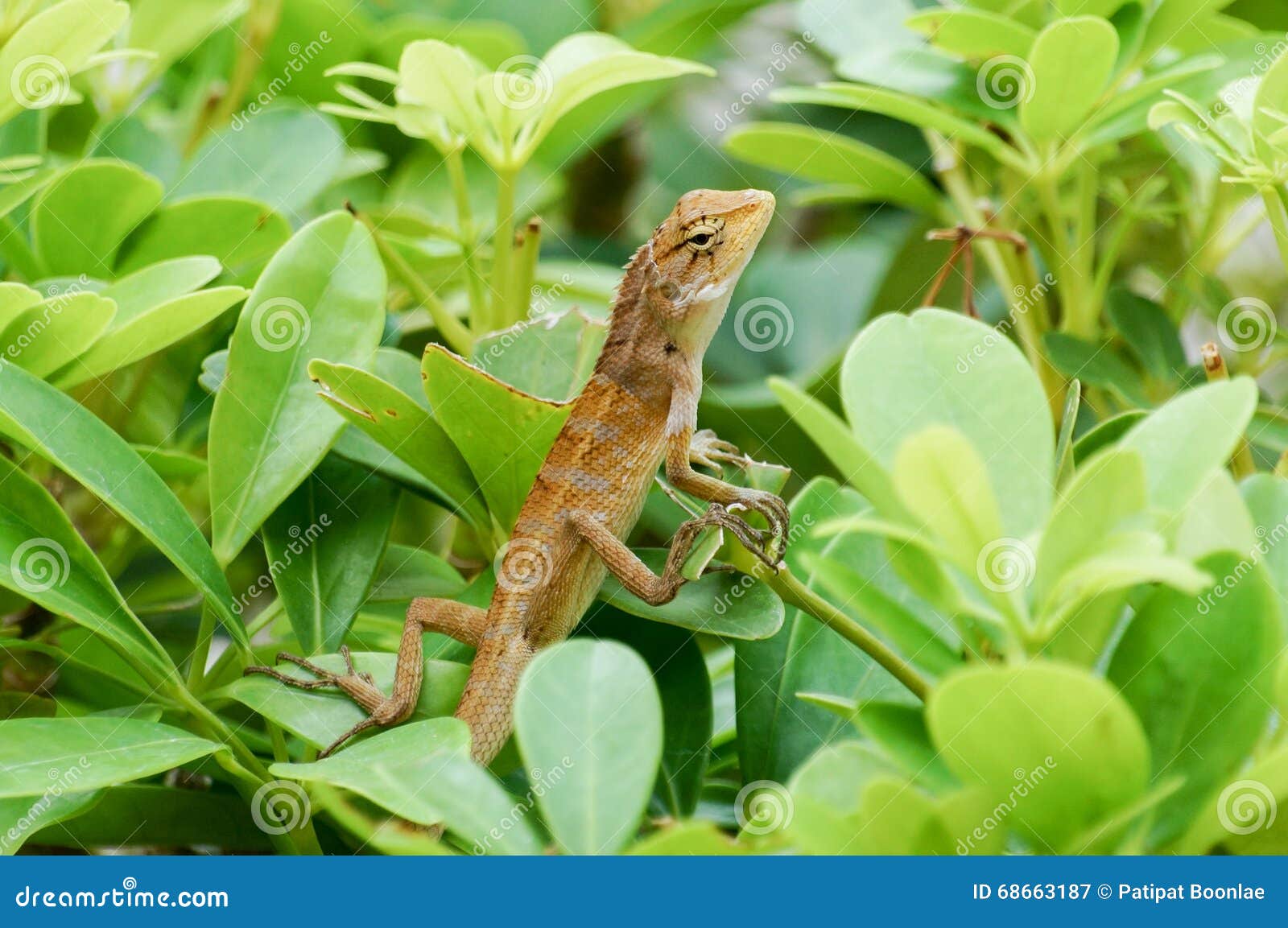 Yellow Lizard Holding Onto Tiny Branches of Small Bushes Stock Image ...