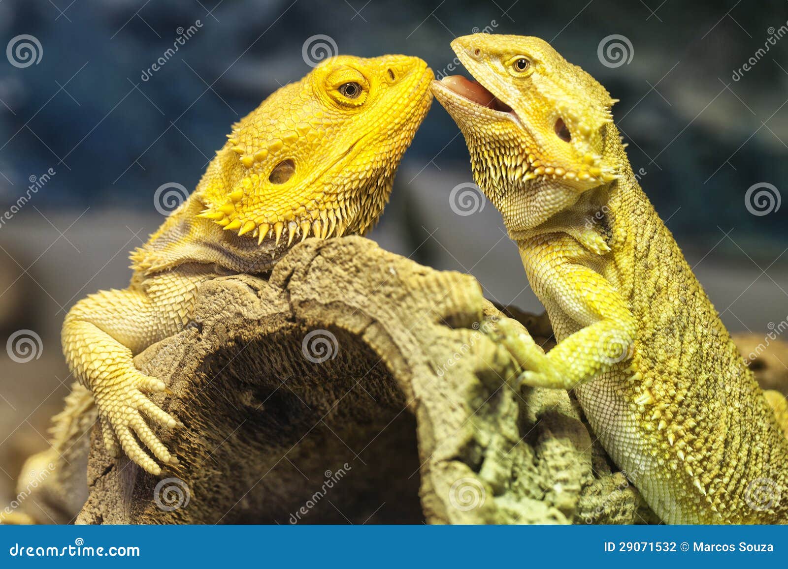 Yellow Lizards in Love stock photo. Image of savage, wildlife - 29071532