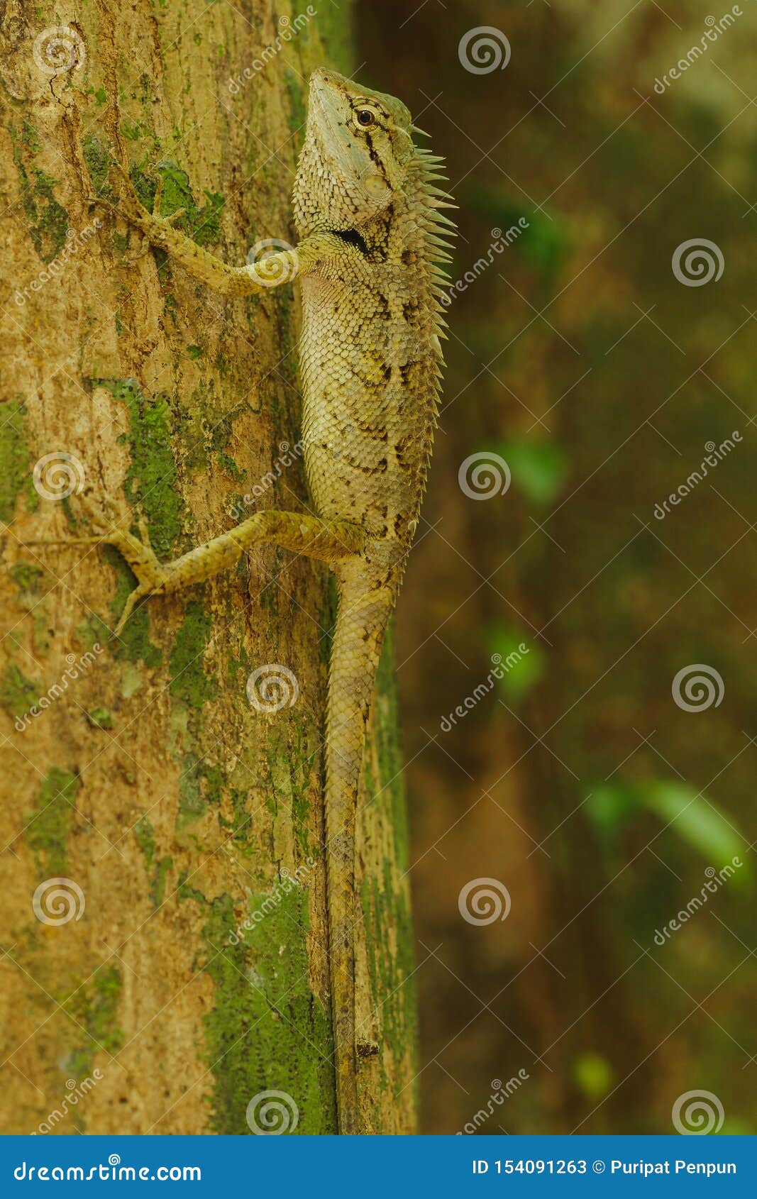 Yellow Lizards on Trees in Nature Stock Image - Image of dragon, lizard ...