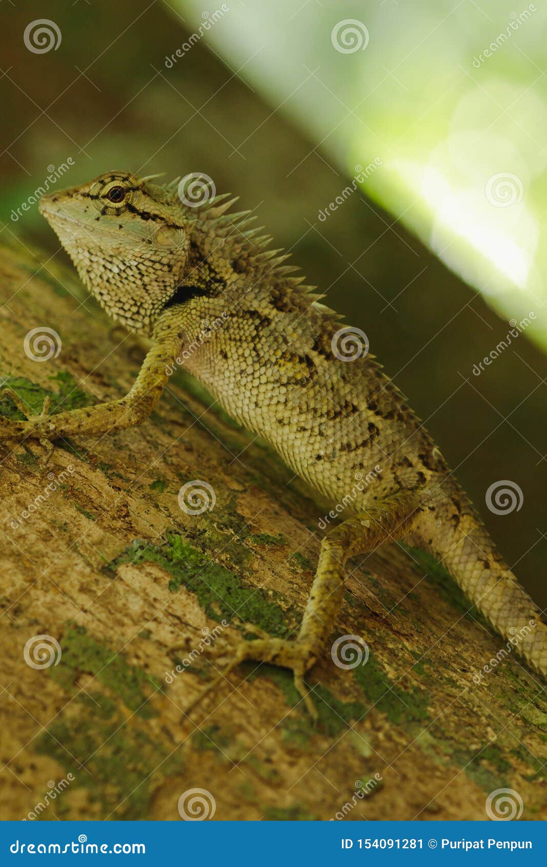 Yellow Lizards on Trees in Nature Stock Image - Image of dragon, orange ...