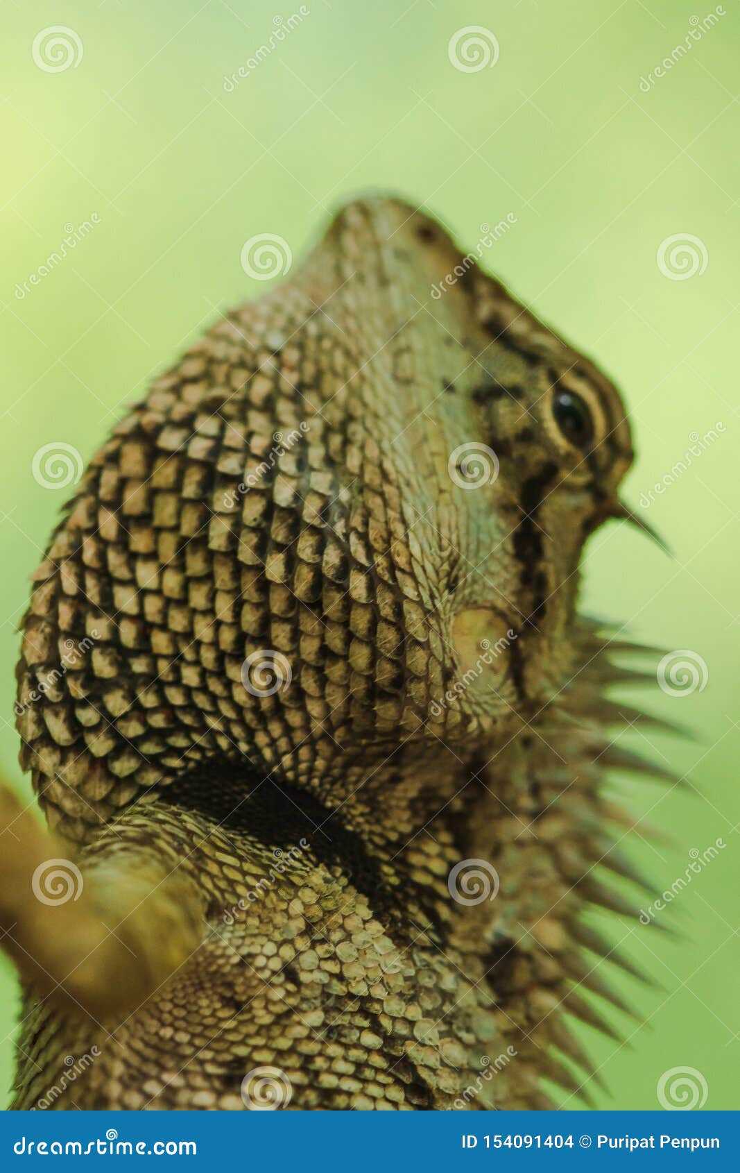 Yellow Lizards on Trees in Nature Stock Photo - Image of green, fauna ...