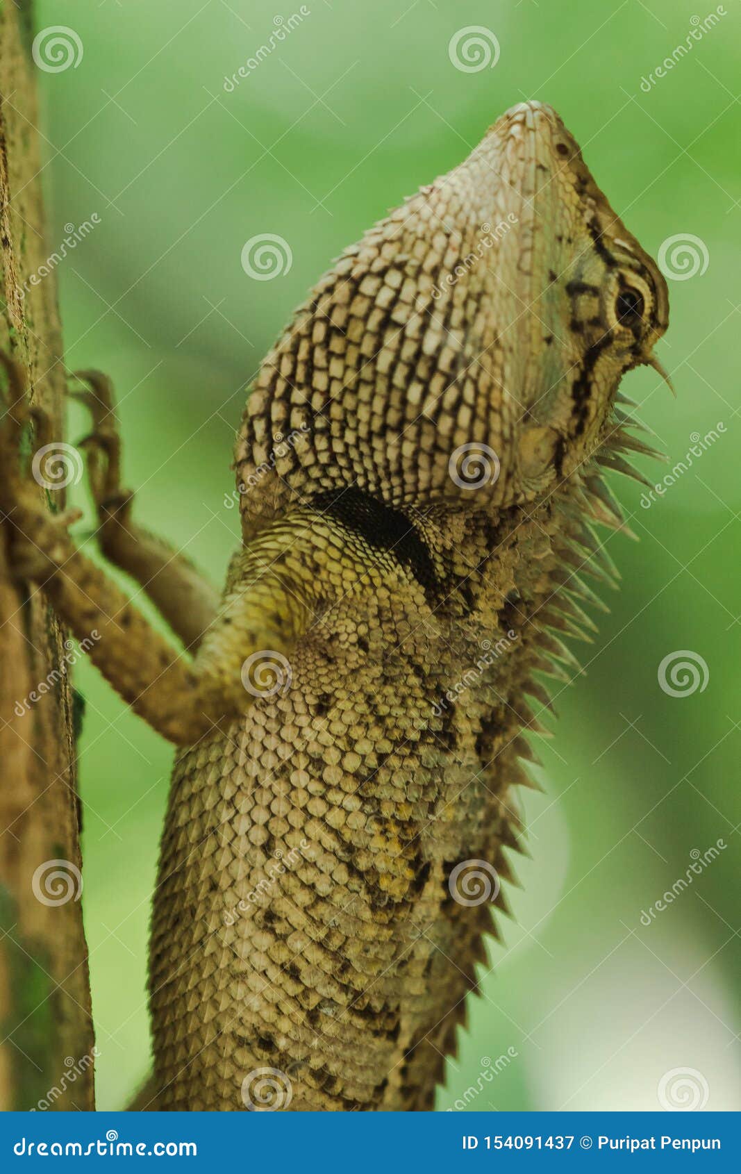 Yellow Lizards on Trees in Nature Stock Image - Image of fauna, orange ...