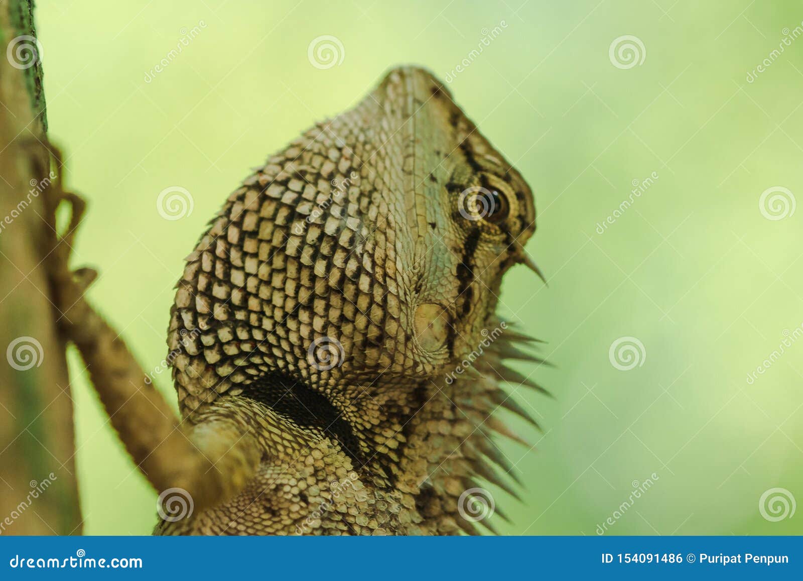 Yellow Lizards on Trees in Nature Stock Photo - Image of green, animal ...