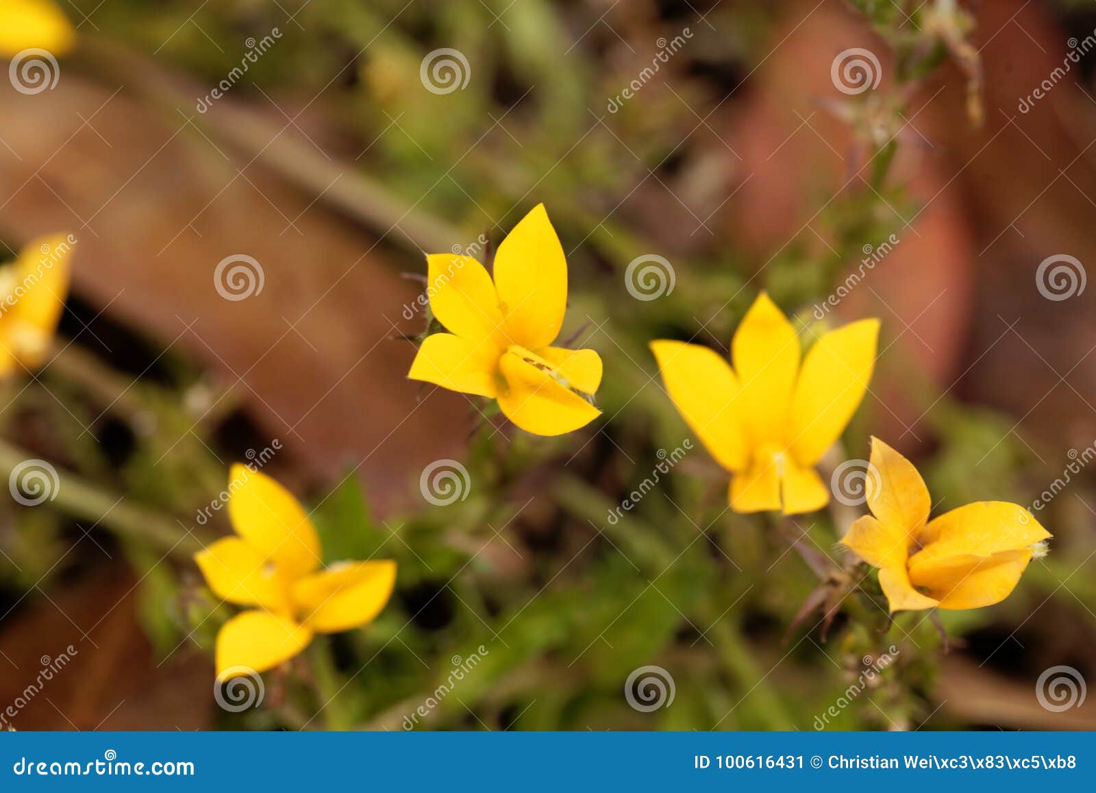Yellow Lobelia Monopsis Lutea Stock Image - Image of monopsis, macro ...