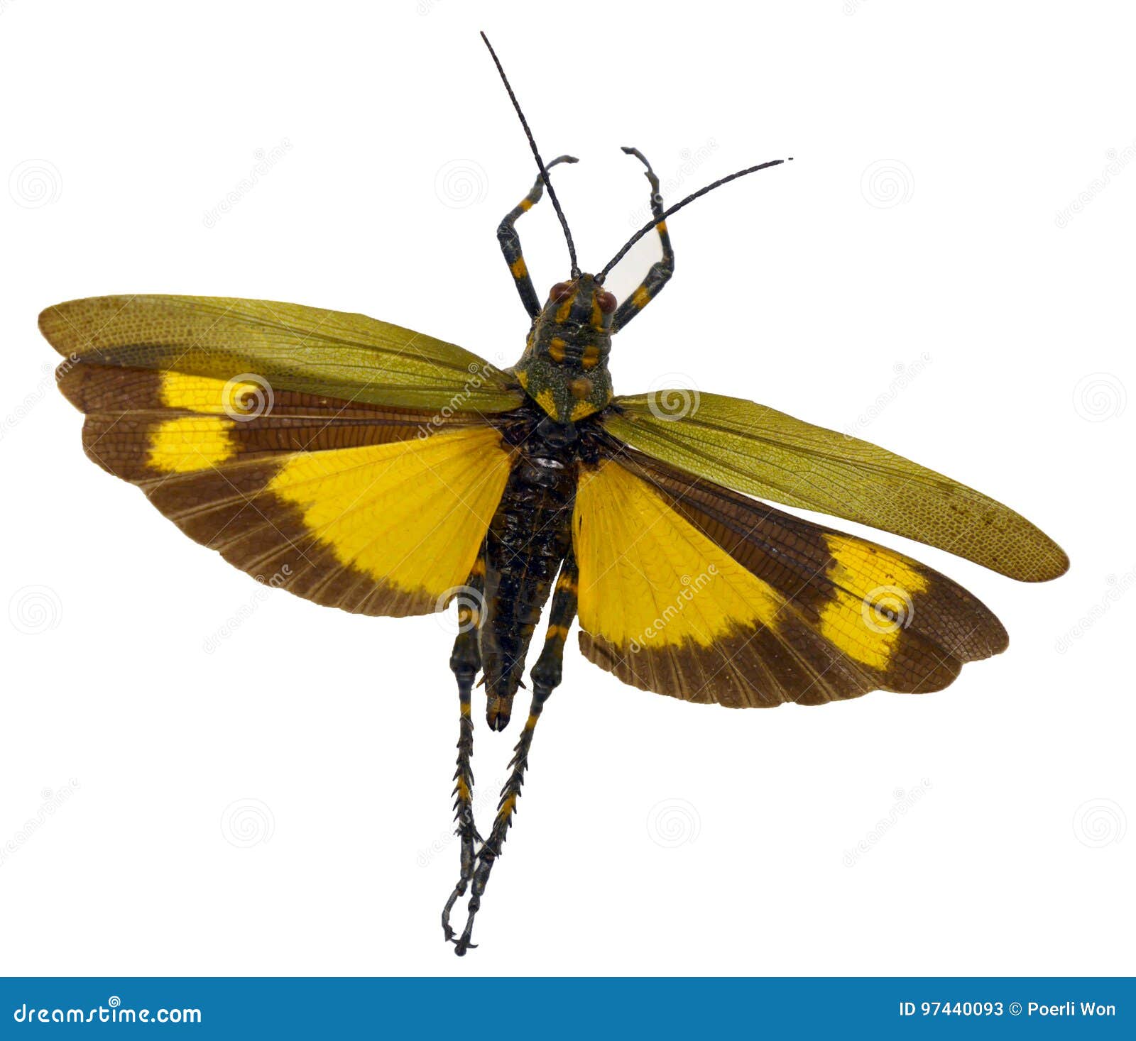 Yellow Locust stock image. Image of primed, extended - 97440093