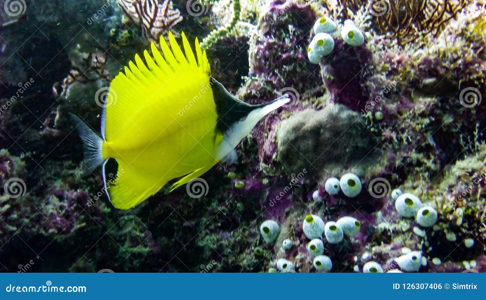 Yellow Longnose Butterfly Fish in Maldives. Stock Photo - Image of ...