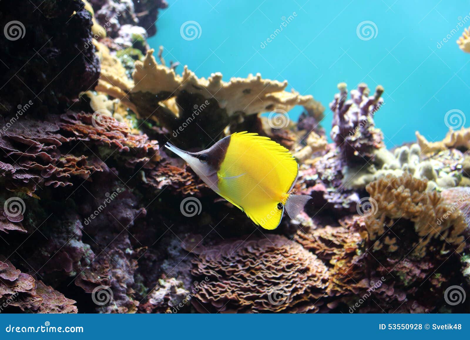 Yellow Longnose Butterflyfish Or Forceps Fish. Royalty-Free Stock Image ...