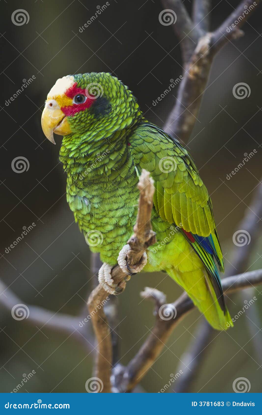 Yellow-lored Parrot Royalty-Free Stock Photography | CartoonDealer.com ...
