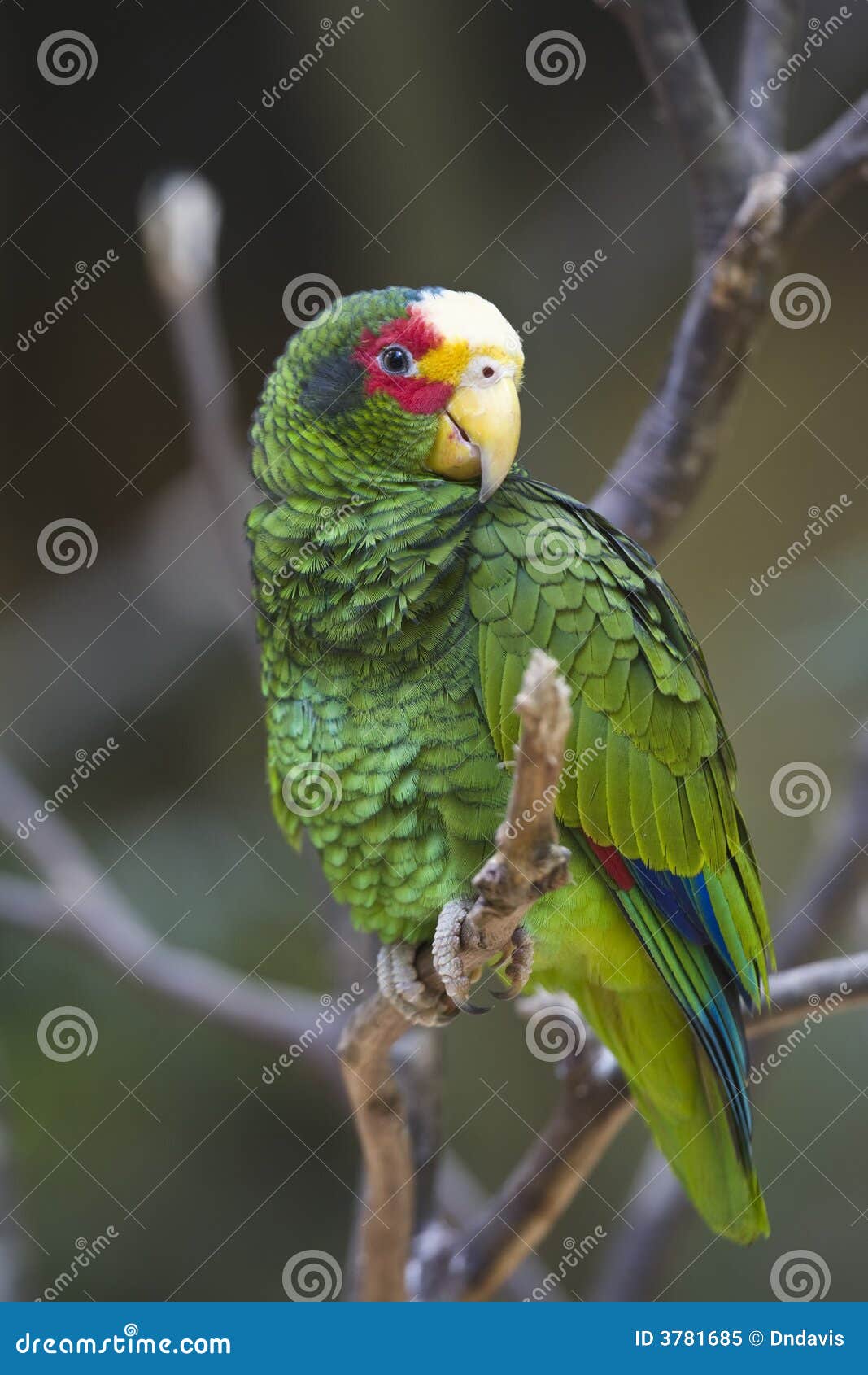 Yellow-lored Parrot stock image. Image of animals, wildlife - 3781685