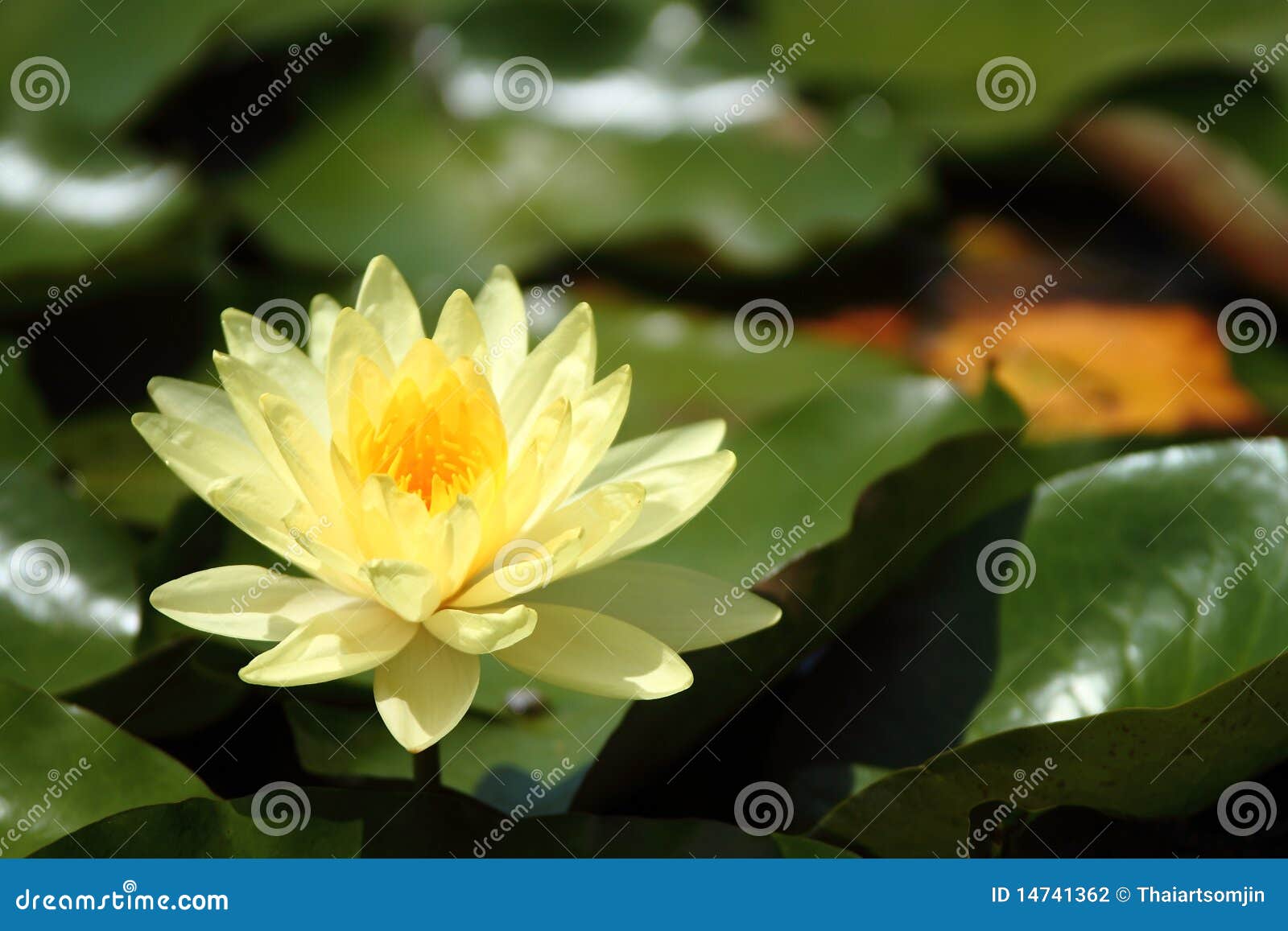 Yellow Lotus Flower Stock Photography | CartoonDealer.com #90406400