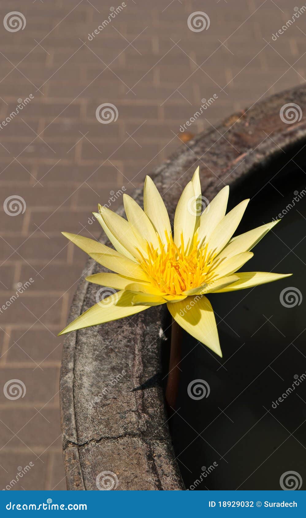 Yellow lotus stock photo. Image of background, beautiful - 18929032