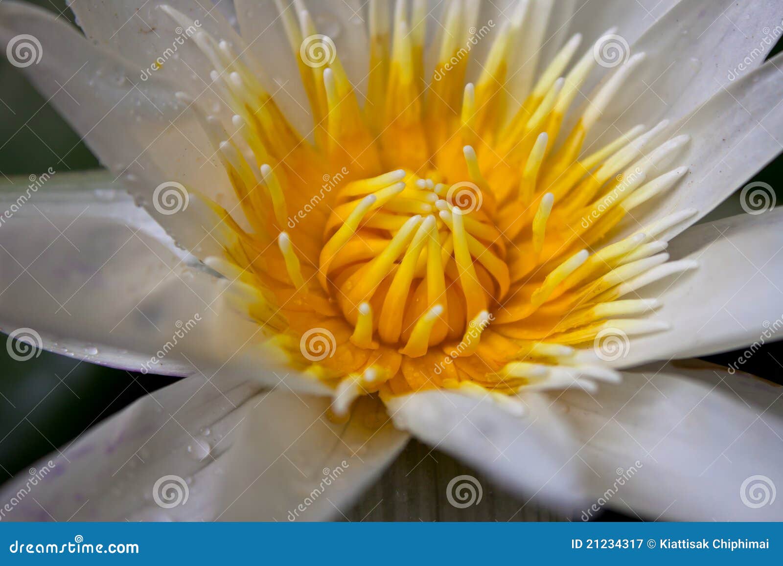 Yellow lotus stock image. Image of natural, blossom, beautiful - 21234317