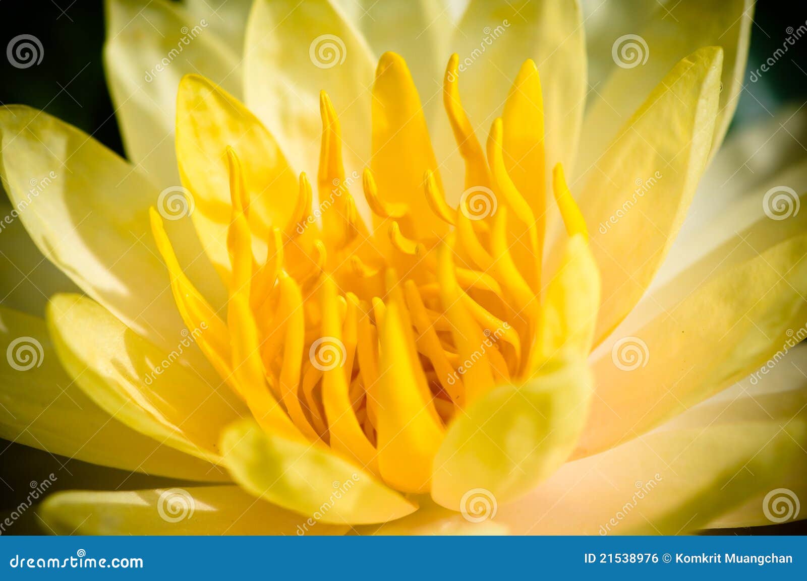 Yellow Lotus Flower Stock Photography | CartoonDealer.com #90406400